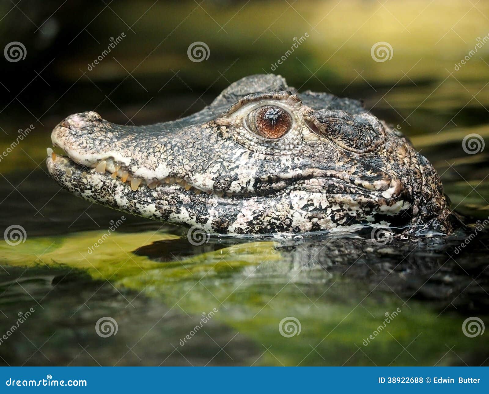 Dwarf Caiman stock photo. Image of dwarf, nature, crocodilian - 38922688