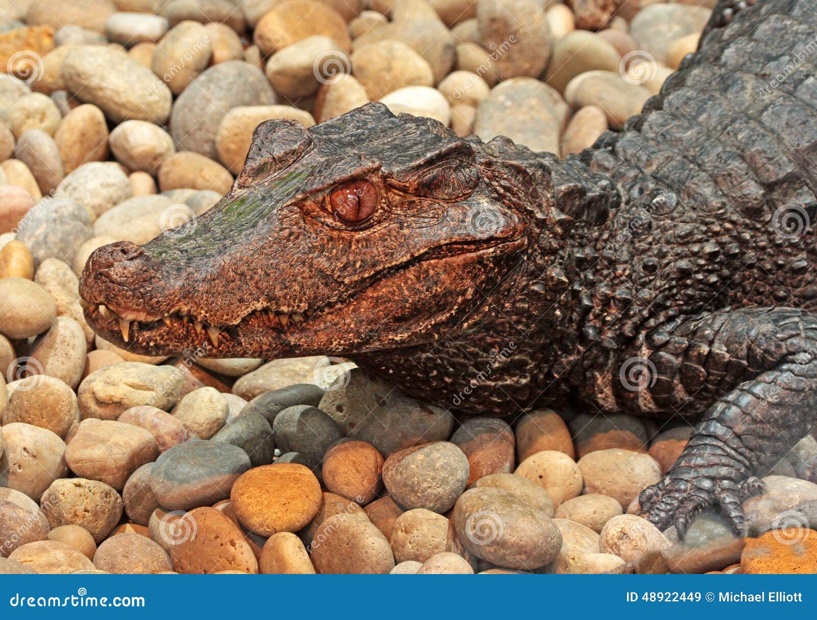 Dwarf Caiman stock image. Image of alligator, crocodile - 48922449
