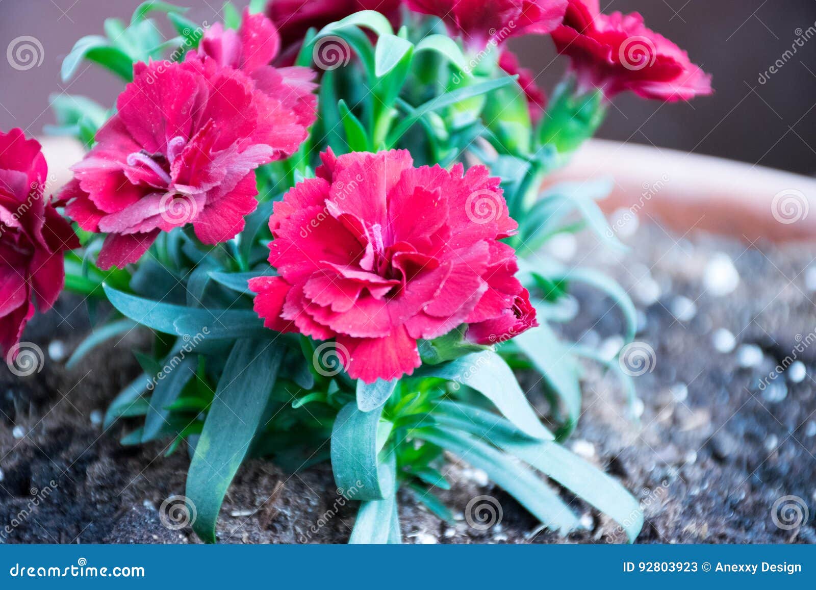 Dwarf carnation stock image. Image of petal, green, flower - 92803923
