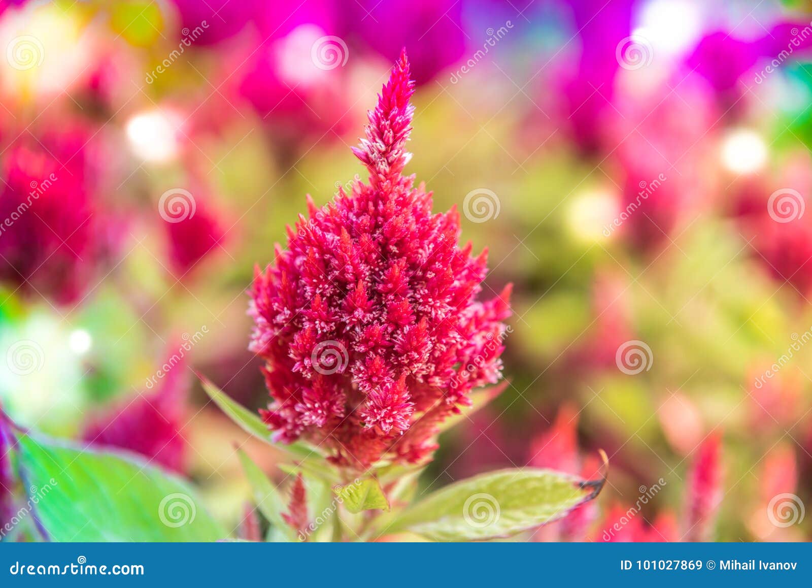 Dwarf Celosia, Celosia Plumosa Stock Photography | CartoonDealer.com ...