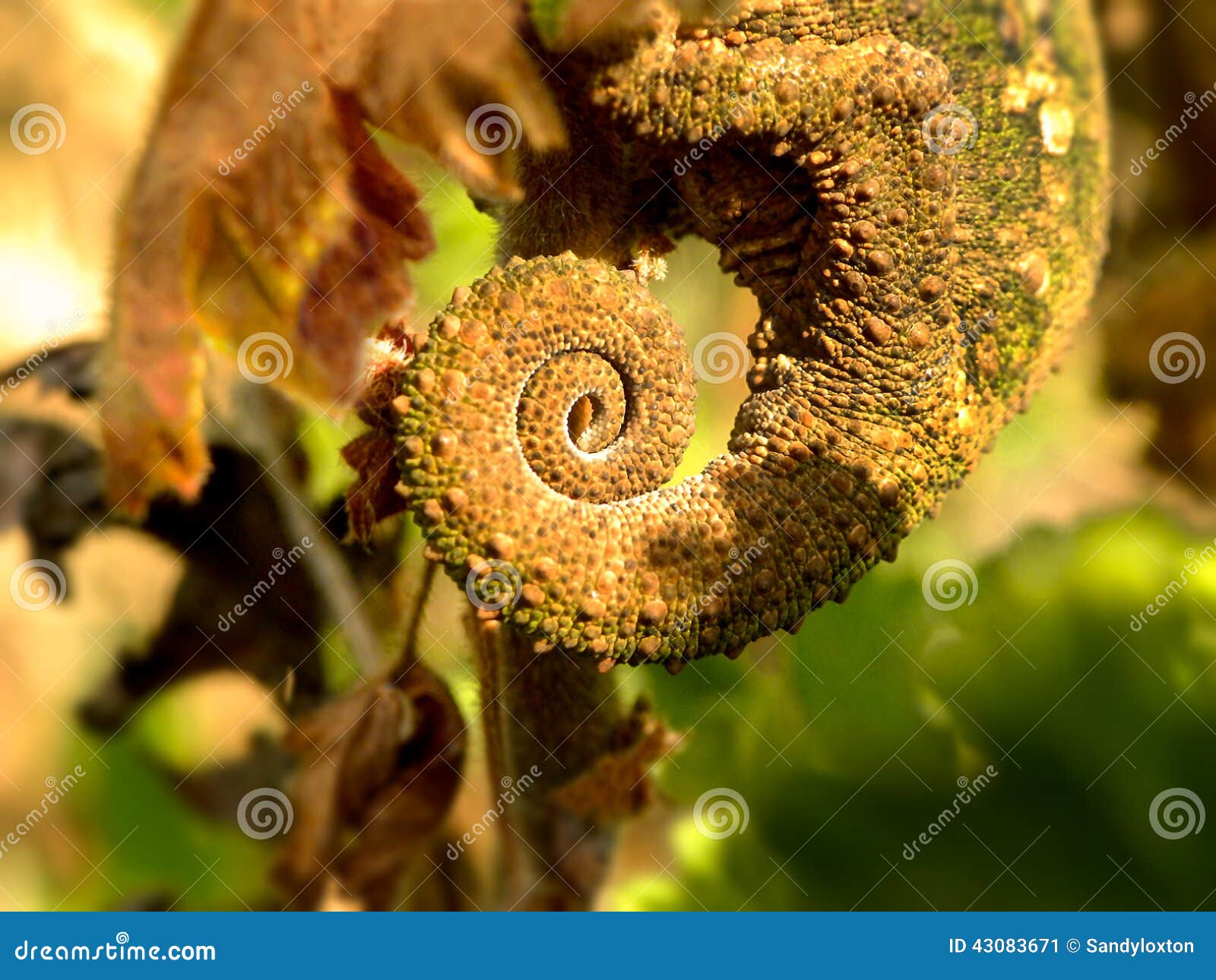 Dwarf Chameleon tail stock image. Image of curled, bradypodion - 43083671