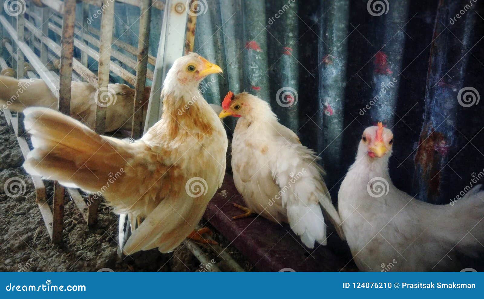 Dwarf chicken stock photo. Image of farm, chicken, rooster - 124076210