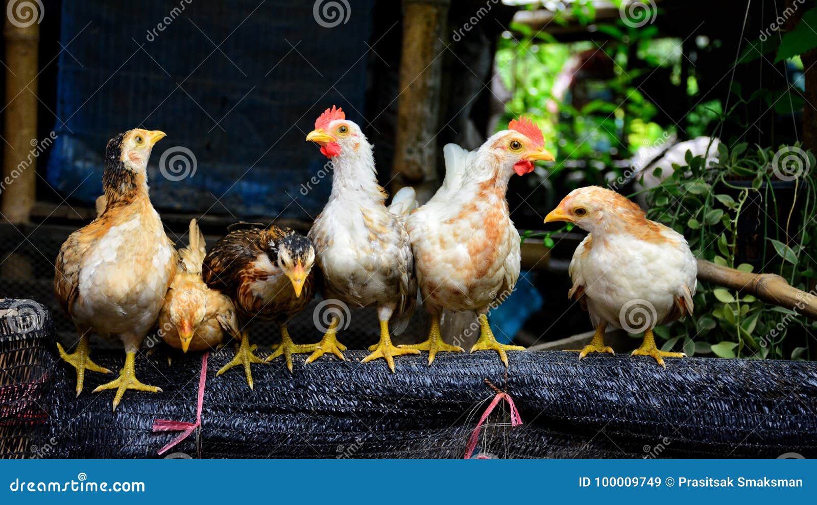 Dwarf chicken stock image. Image of phasianidae, pets - 100009749