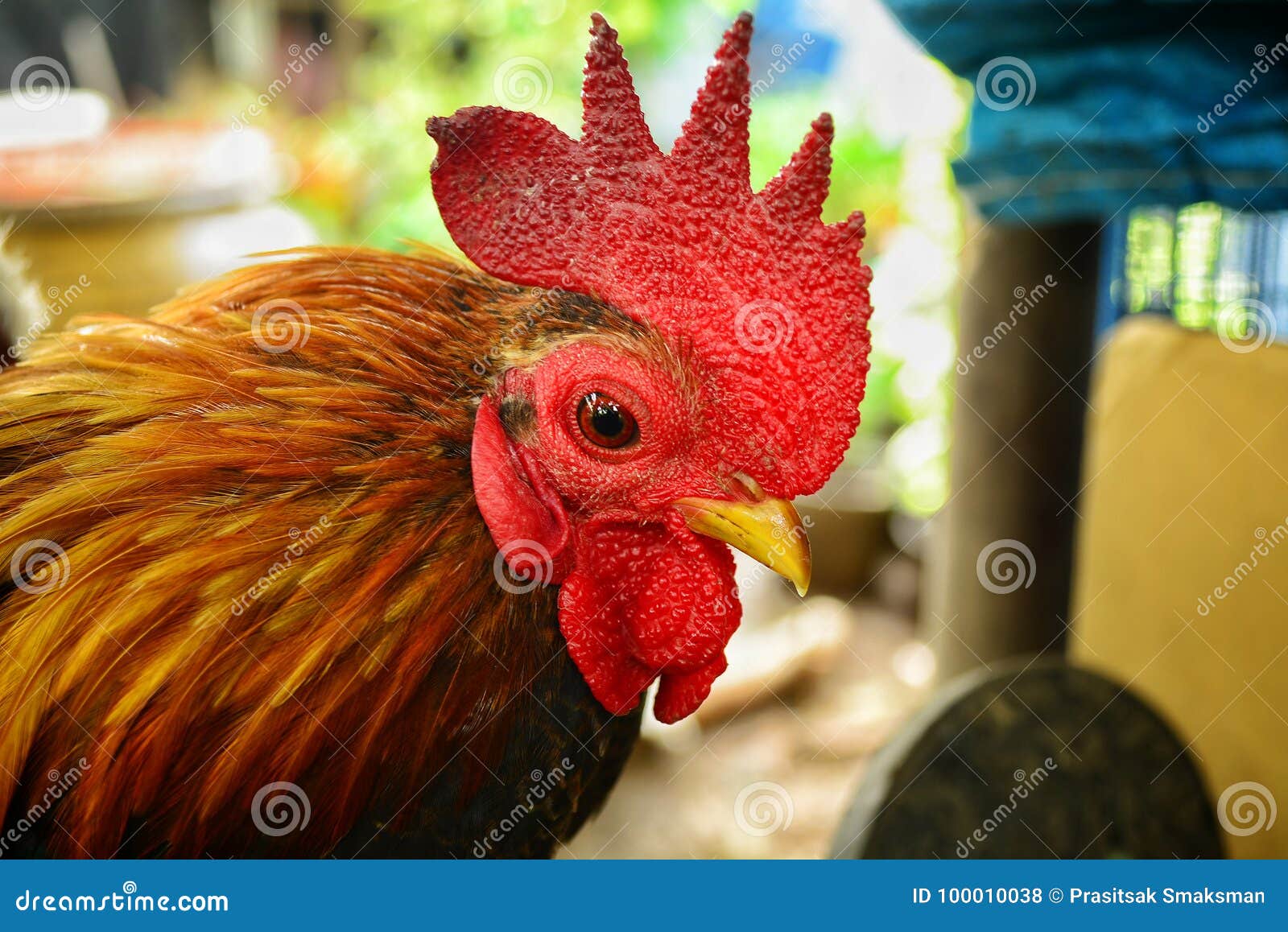 Dwarf chicken stock photo. Image of bird, phasianidae - 100010038