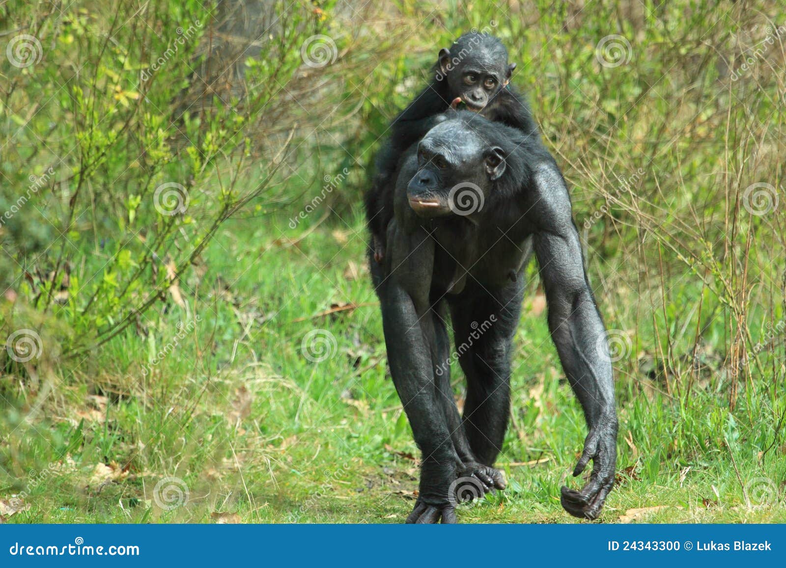 Chimpanzee Muscles
