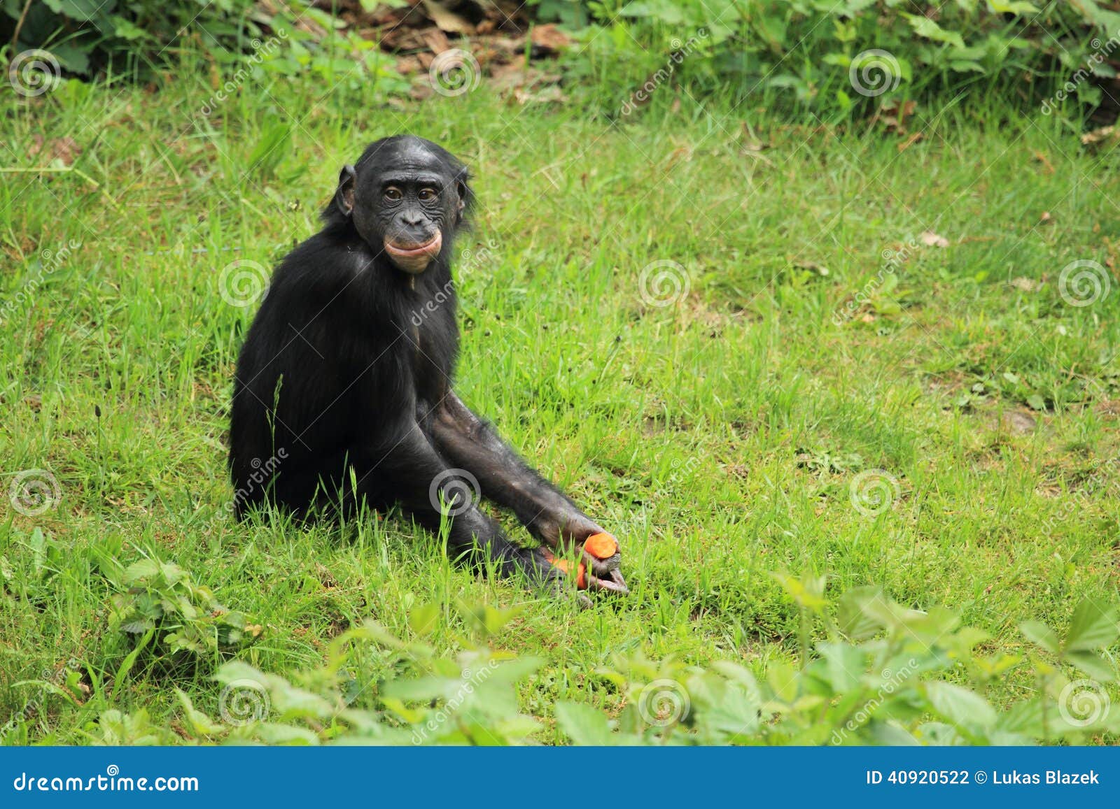 Dwarf chimpanzee stock photo. Image of sitting, nature - 40920522