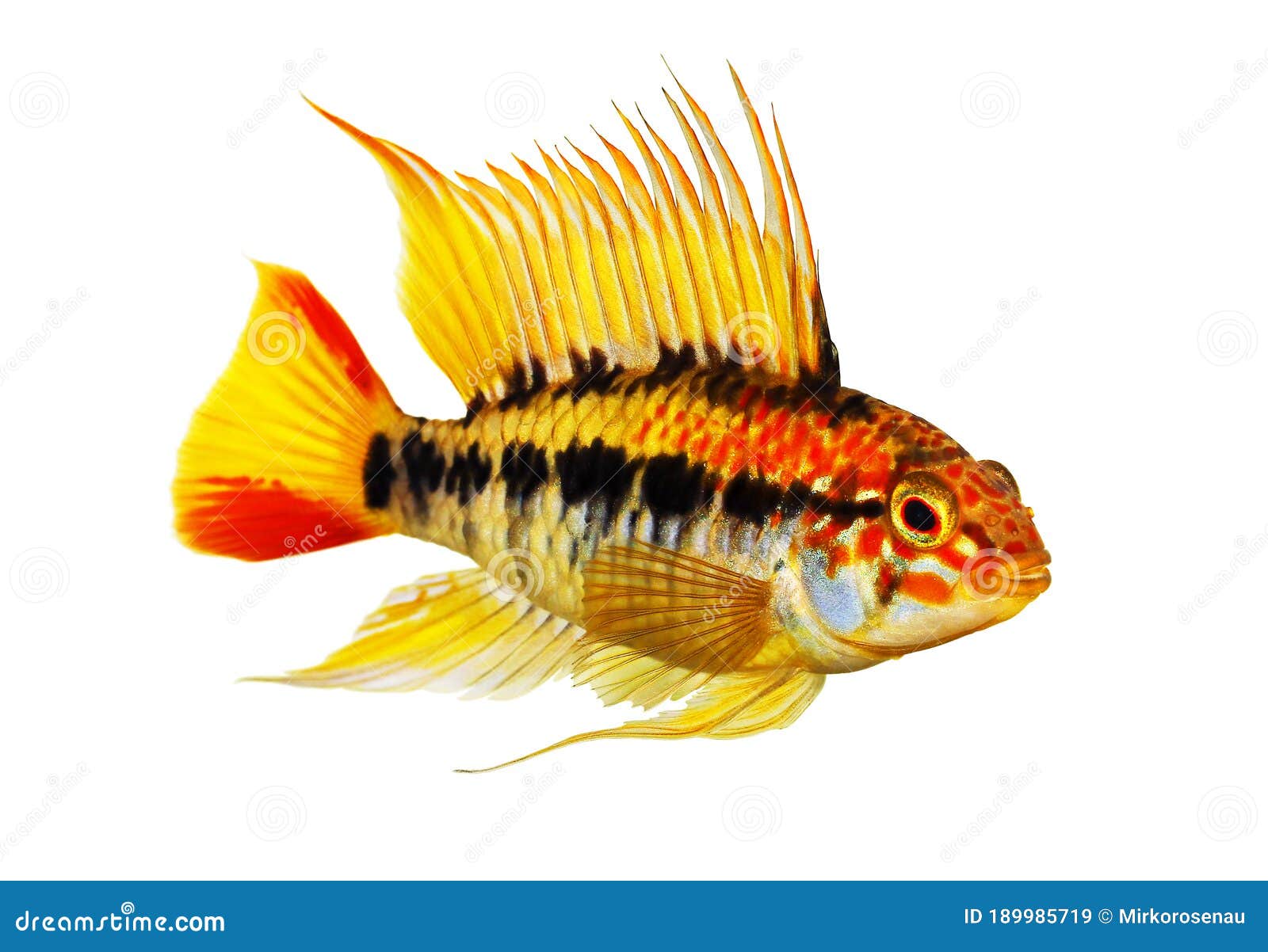 Dwarf Cichlid Blue Panda Apisto Apistogramma Pandurini Aquarium Fish ...