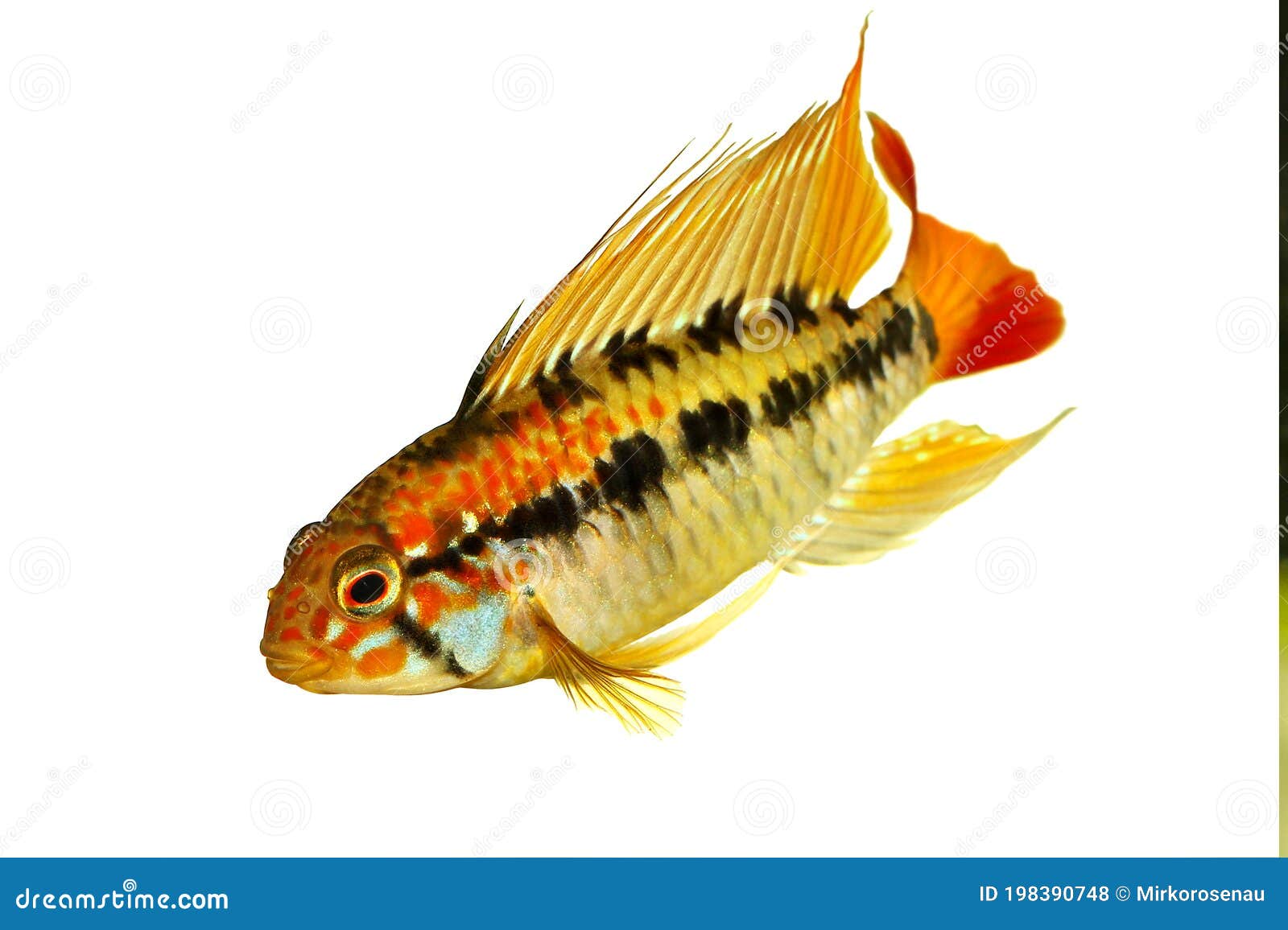 Dwarf Cichlid Blue Panda Apisto Apistogramma Pandurini Aquarium Fish ...