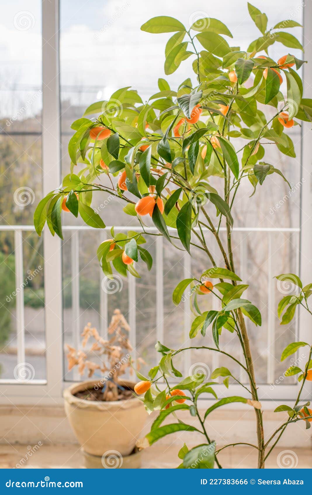 Dwarf Clementine Citrus Tree Stock Photo - Image of fruits, background ...