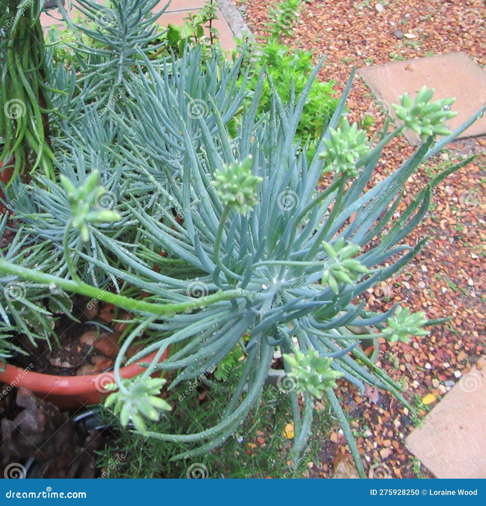 Dwarf Clone Succulent Plant Stock Photo - Image of raindrops, flowers ...