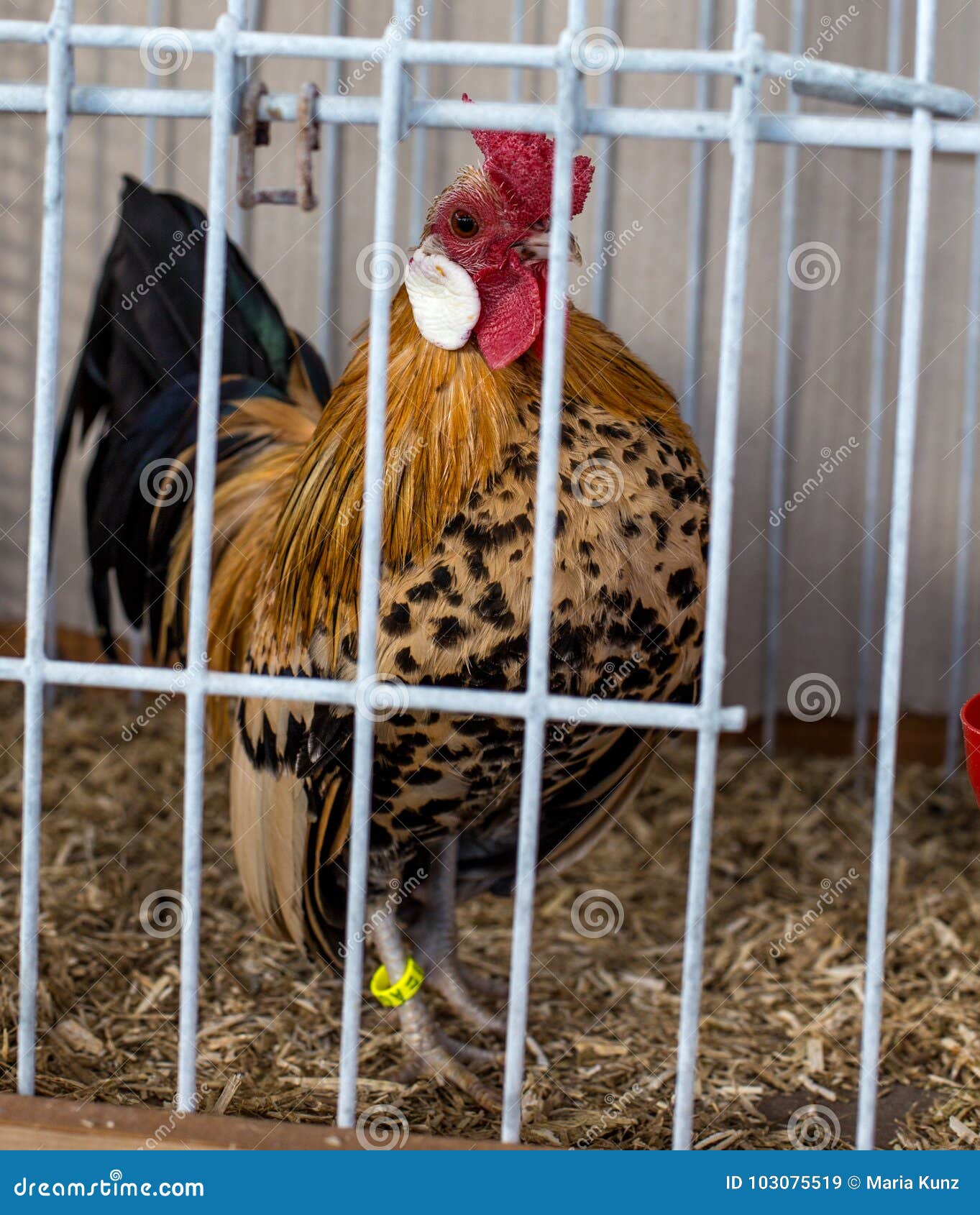 Dwarf Hog In The Cage Royalty-Free Stock Photography | CartoonDealer ...