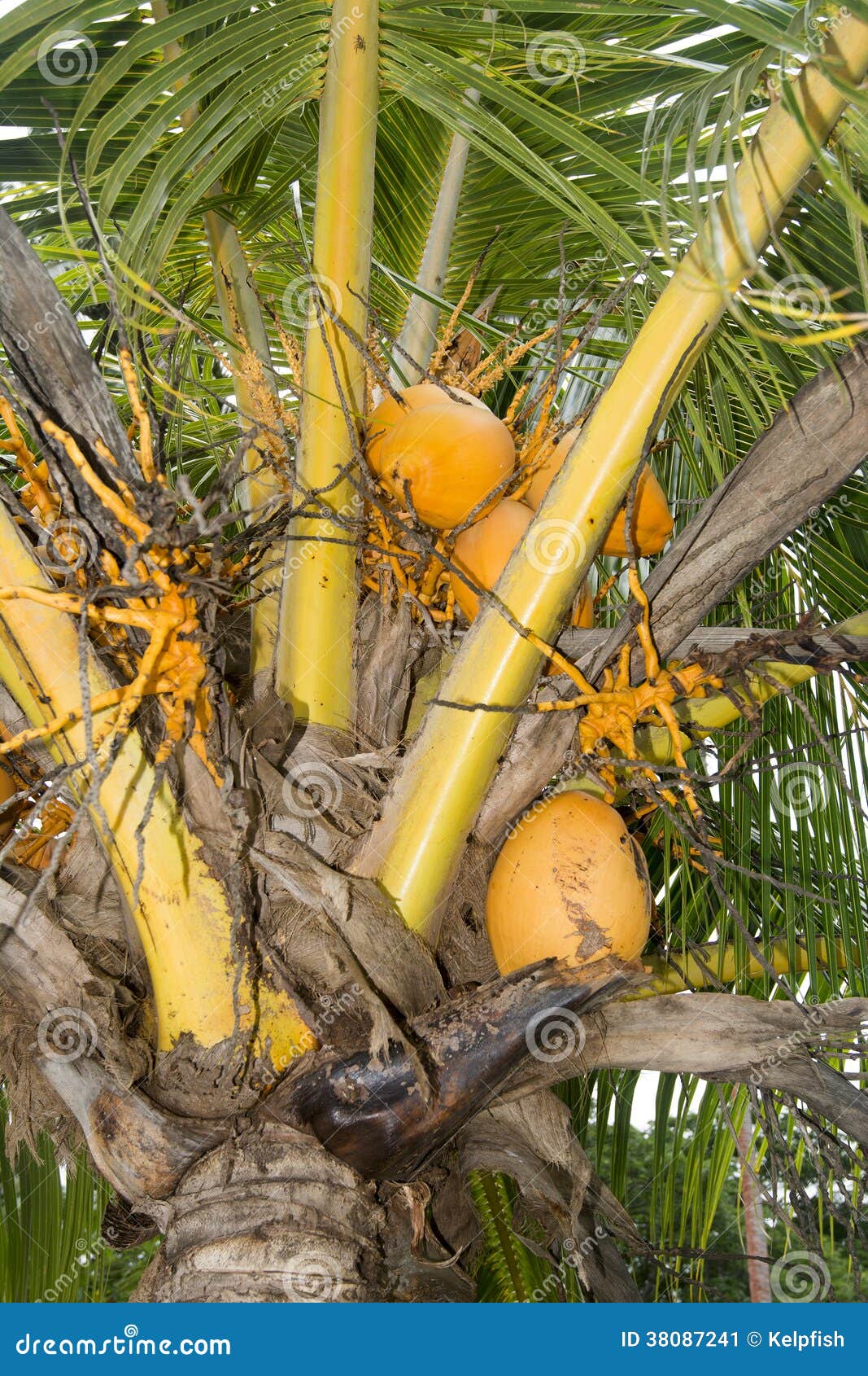 Dwarf Coconut Tree Plants