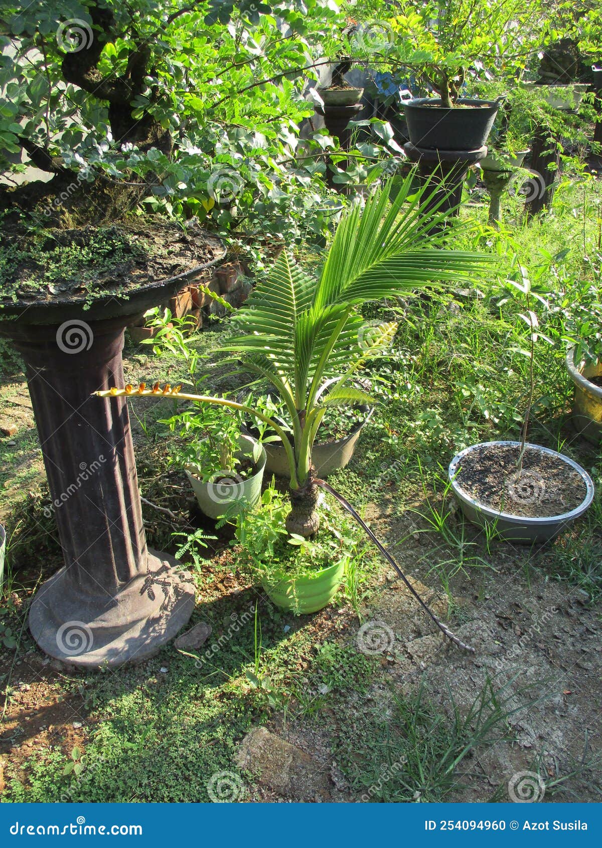 Dwarf Coconut Type Tree for Decoration in Front of the House or ...