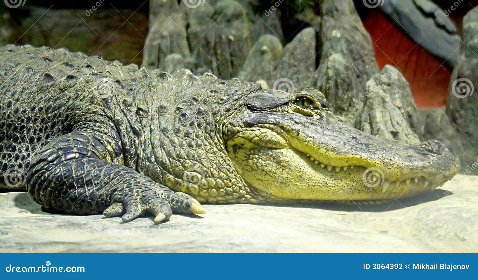 Dwarf crocodile 2 stock photo. Image of crocodile, reptile - 3064392