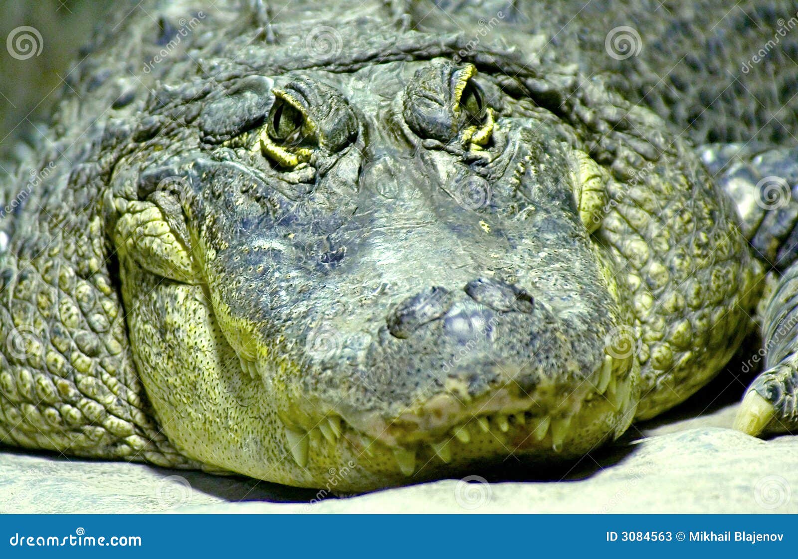 Dwarf Crocodile Stock Photo | CartoonDealer.com #39138822