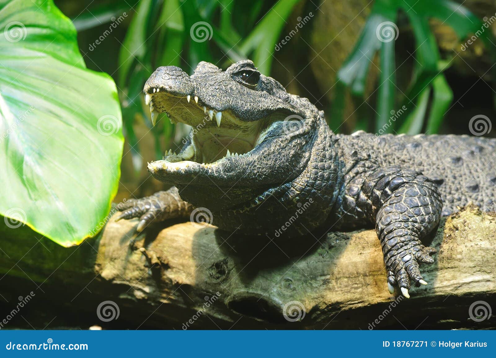 Dwarf Crocodile (Osteolaemus Tetraspis) Stock Image - Image of teeth ...