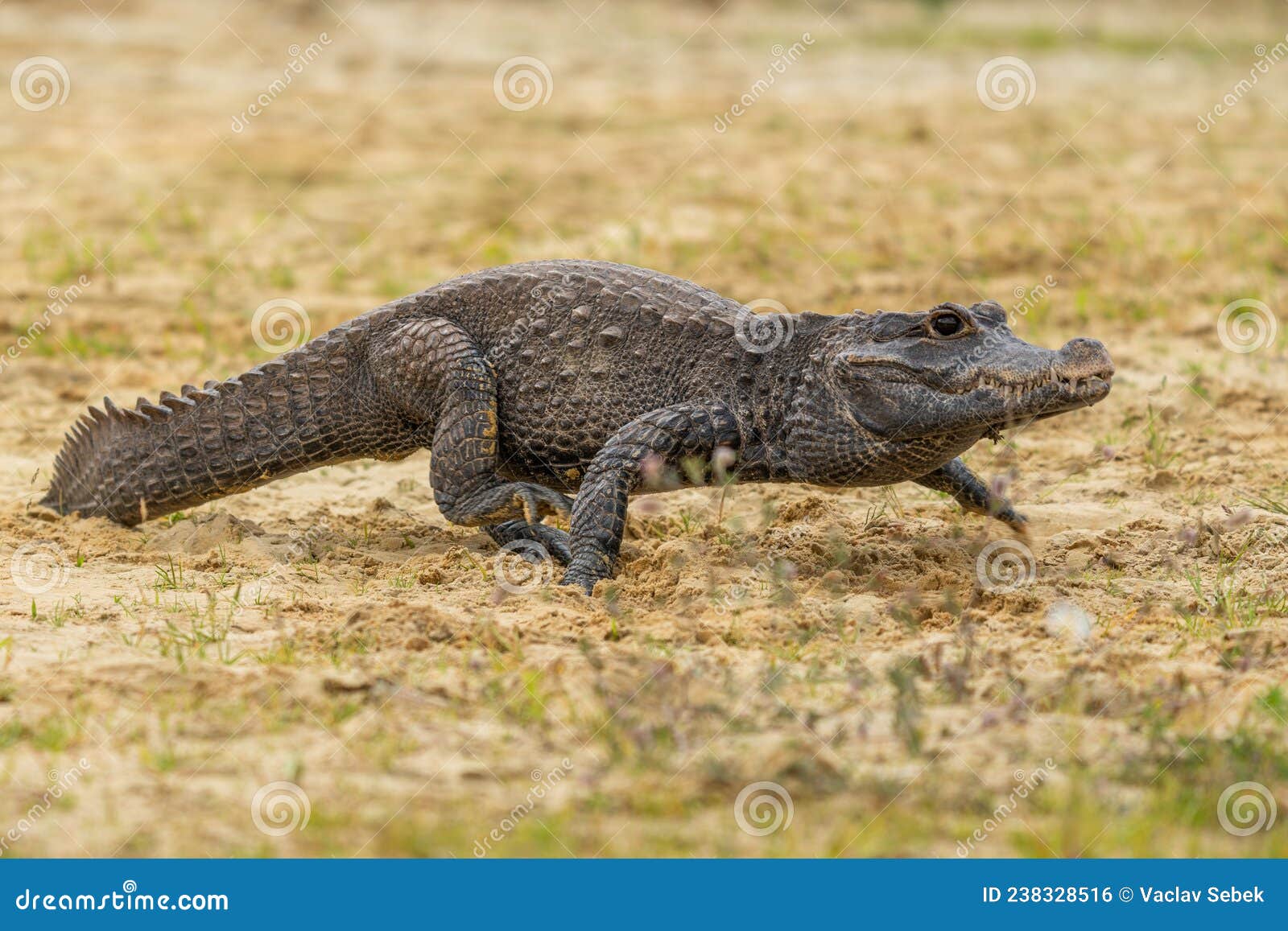 Dwarf Crocodile Osteolaemus Tetraspis Stock Photo - Image of dwarf ...