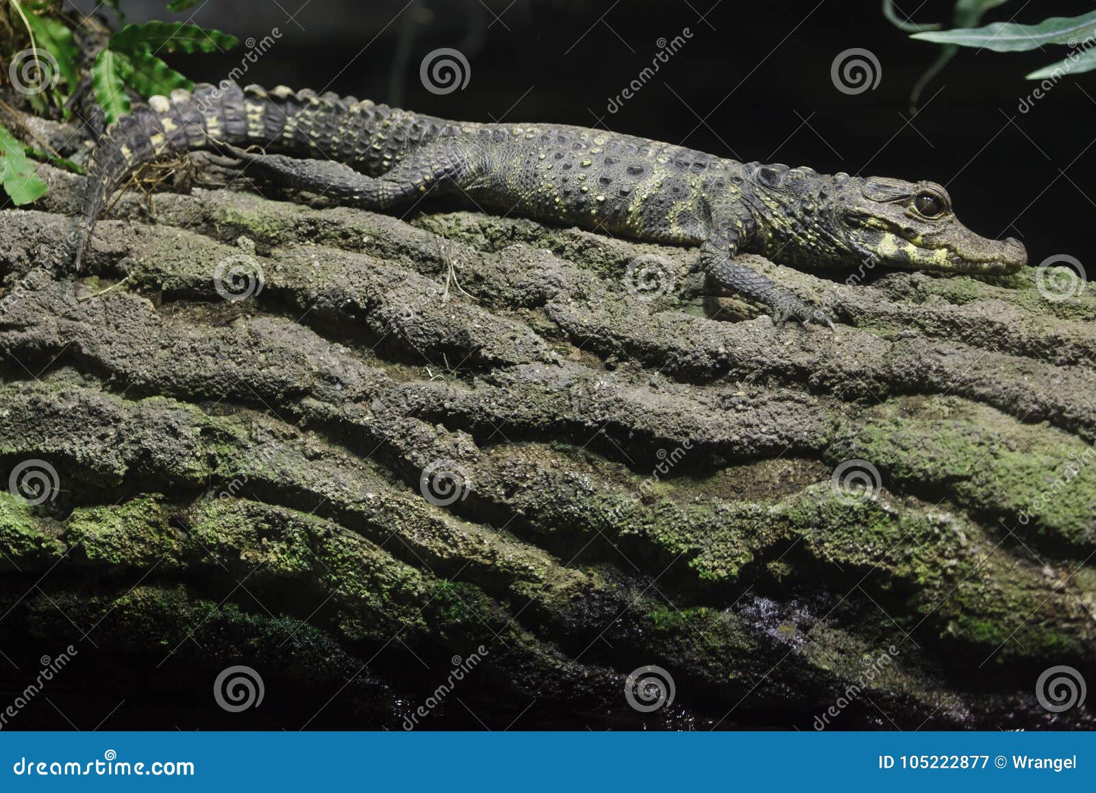 Dwarf Crocodile Osteolaemus Tetraspis Stock Image - Image of reptilia ...