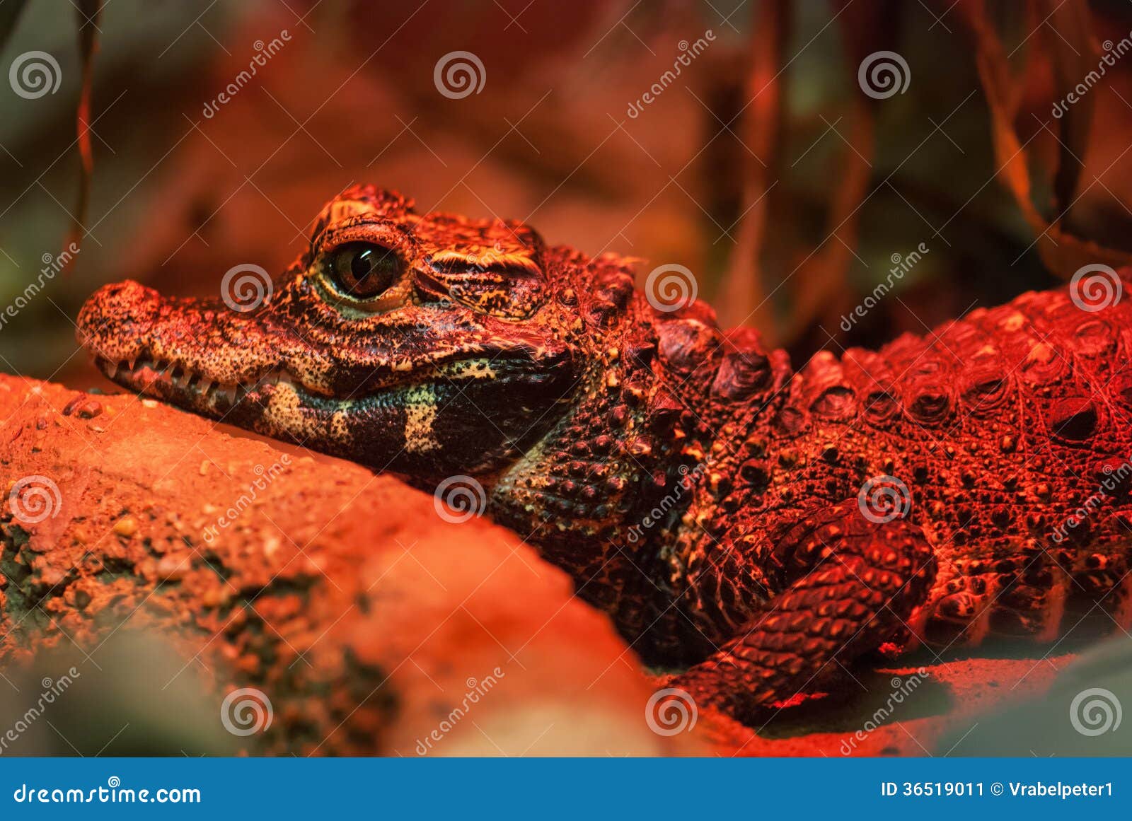 Dwarf Crocodile (Osteolaemus Tetraspis) Stock Image - Image of central ...