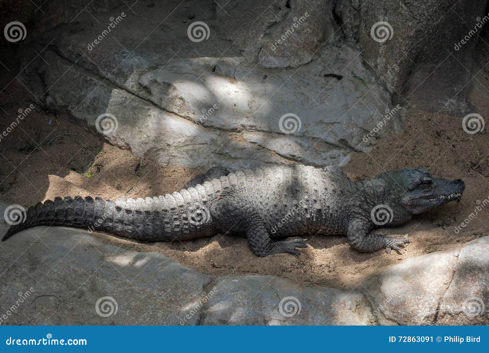 Dwarf Crocodile stock image. Image of carnivore, tropical - 72863091