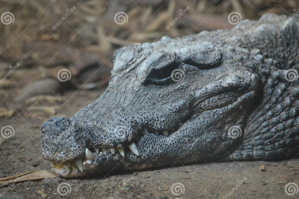 Dwarf Crocodile stock image. Image of dwarf, teeth, spring - 94175703