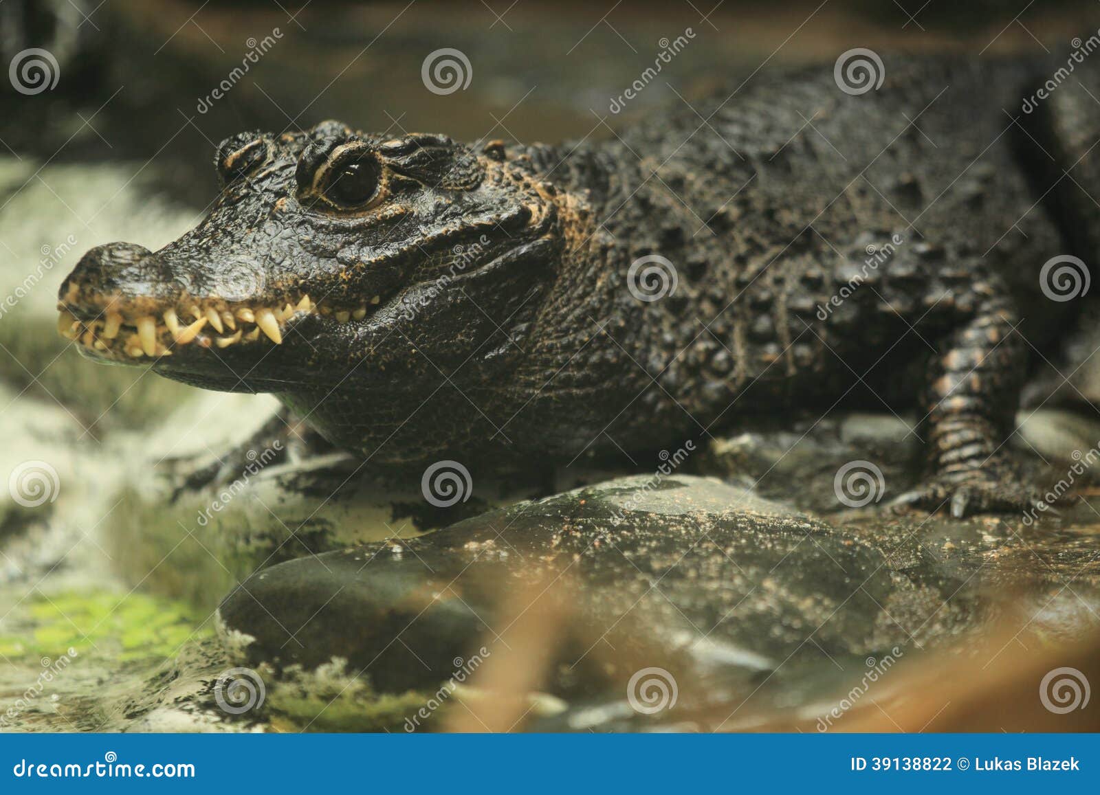 Dwarf crocodile stock photo. Image of lying, snouted - 39138822