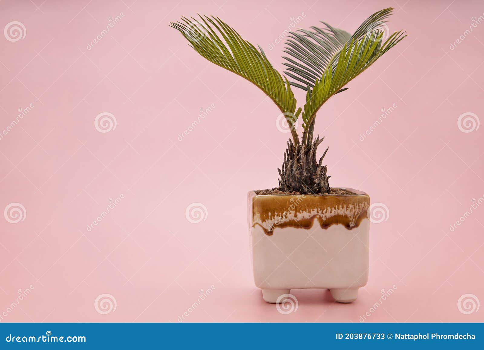 Dwarf Cycads in White Ceramic Pots on a Pink Background Stock Image ...