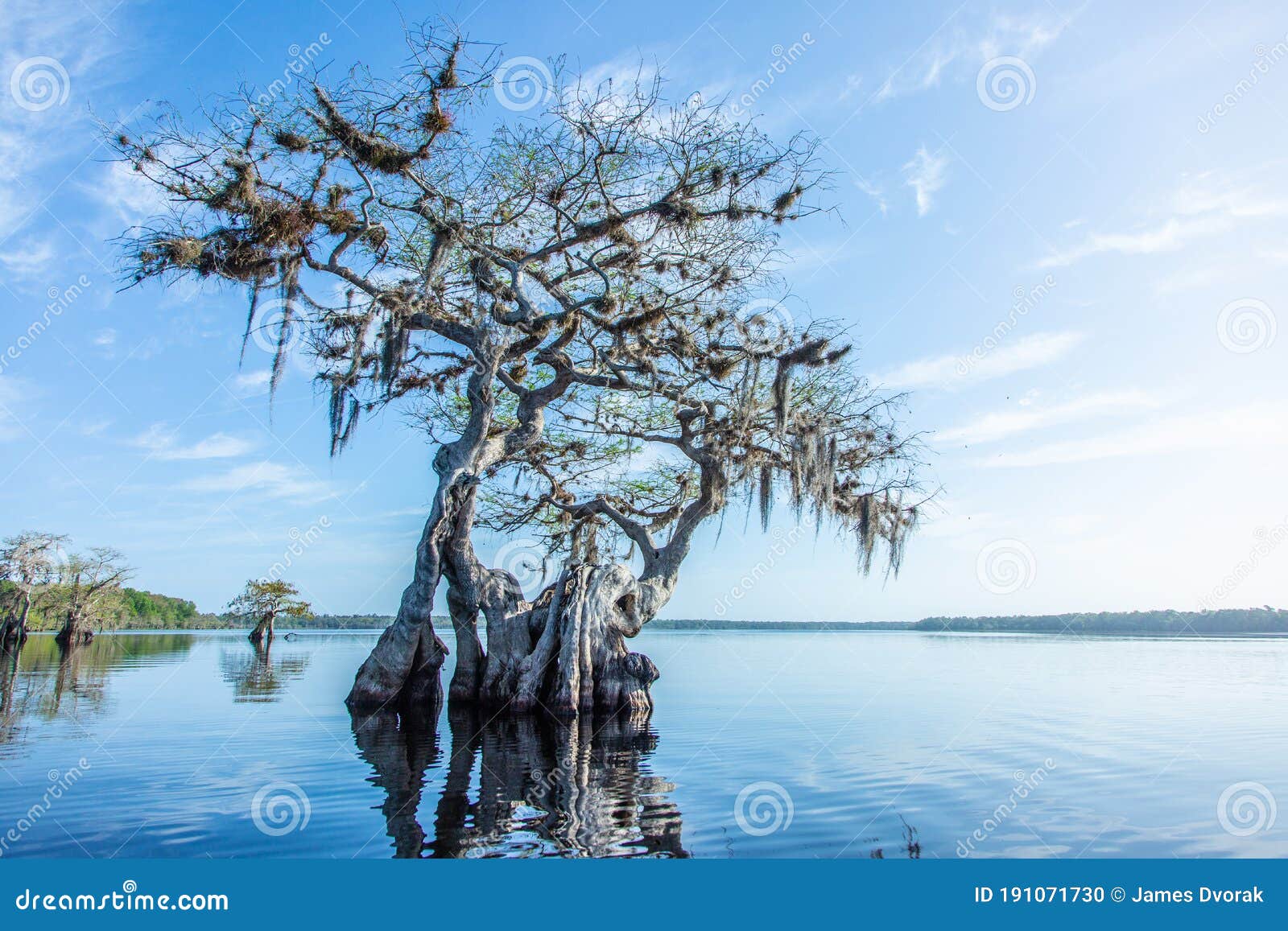 Dwarf Cypress Forest, Everglades National Park. Royalty-Free Stock ...