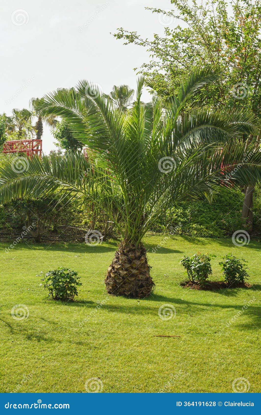 Dwarf Date Palm On Nature Royalty-Free Stock Photo | CartoonDealer.com ...