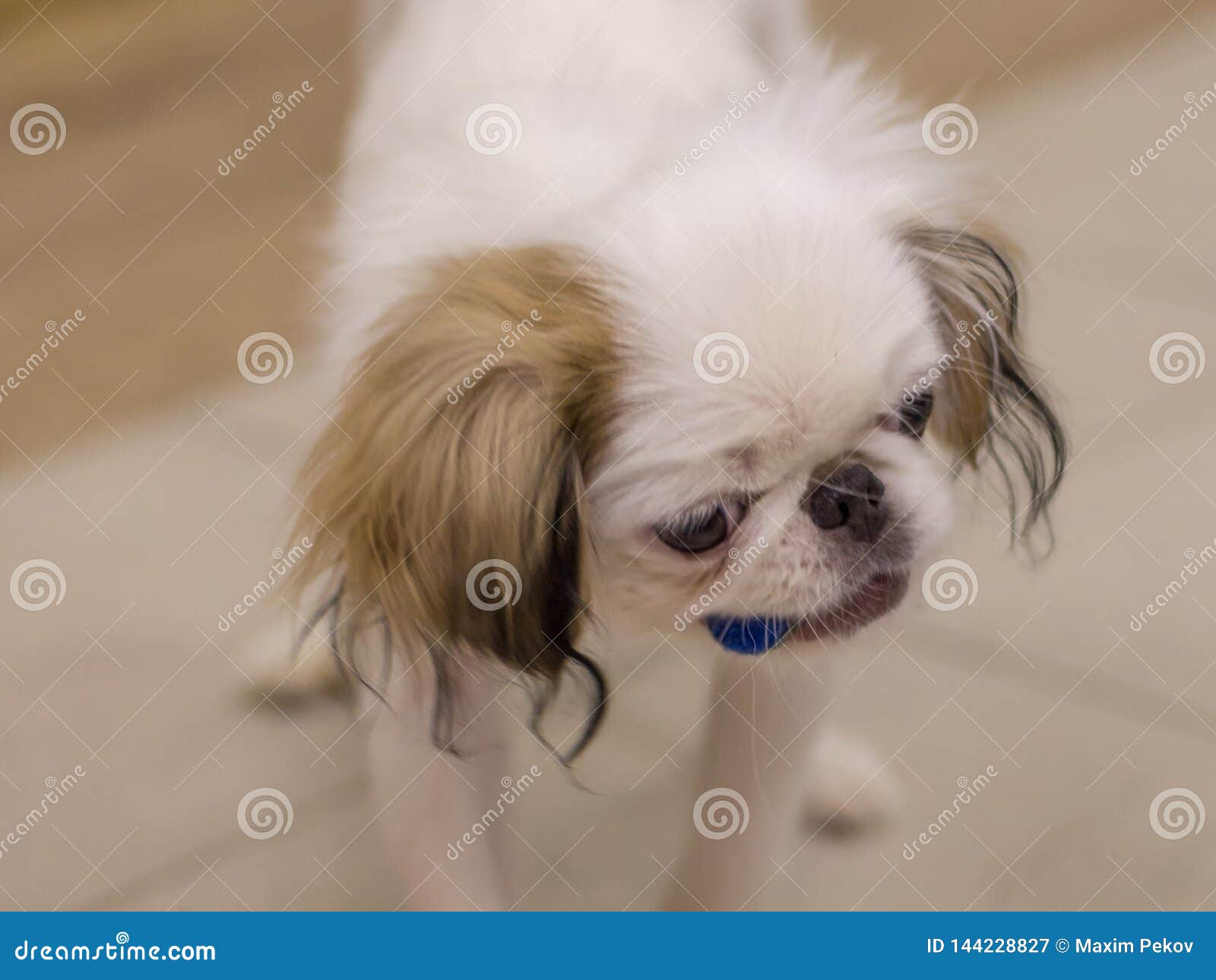 Dwarf Dog. Trained Dog. Soft Focus Stock Image - Image of grass, park ...