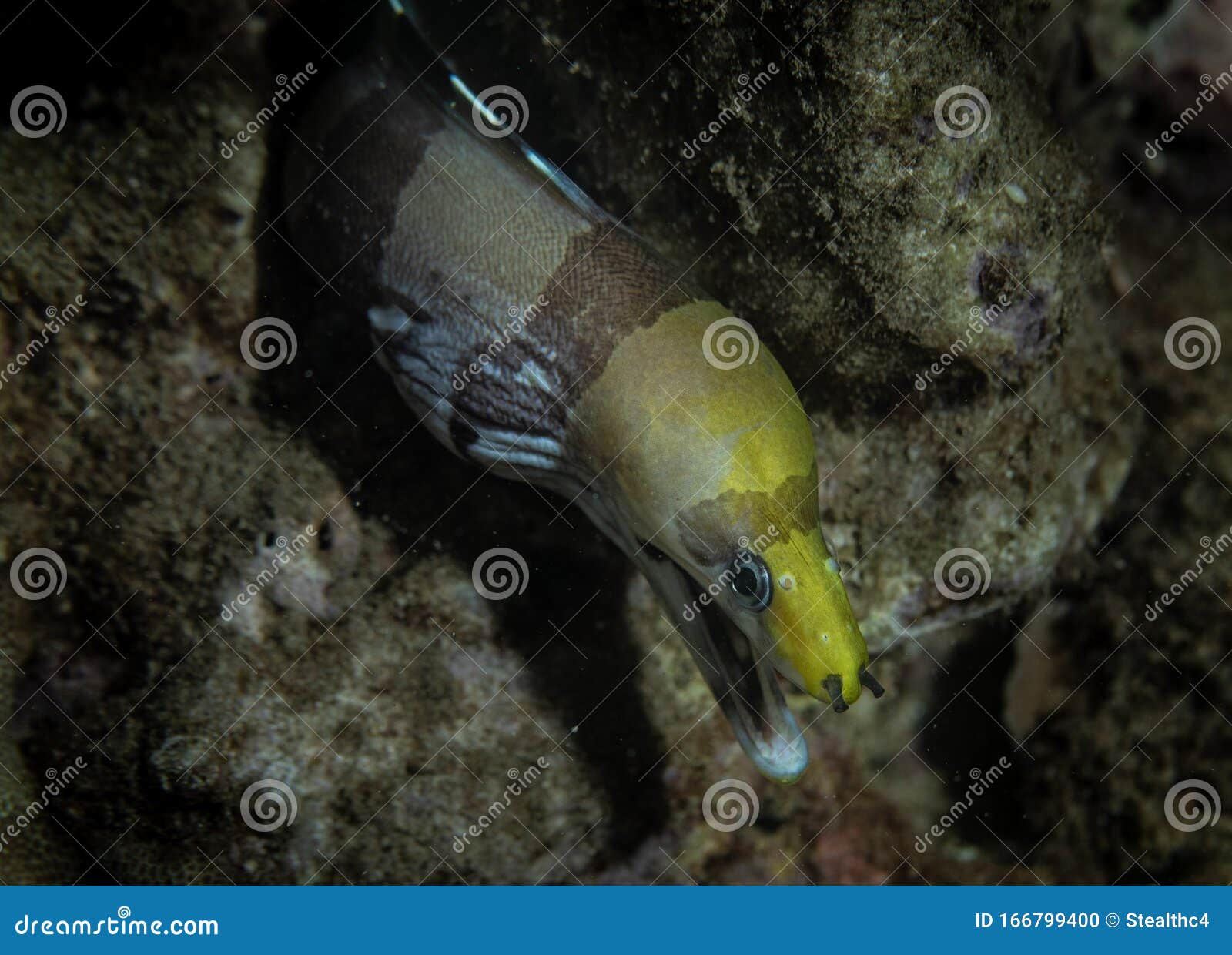 Eel in the coral reef stock photo. Image of fish, hawaii - 166799400