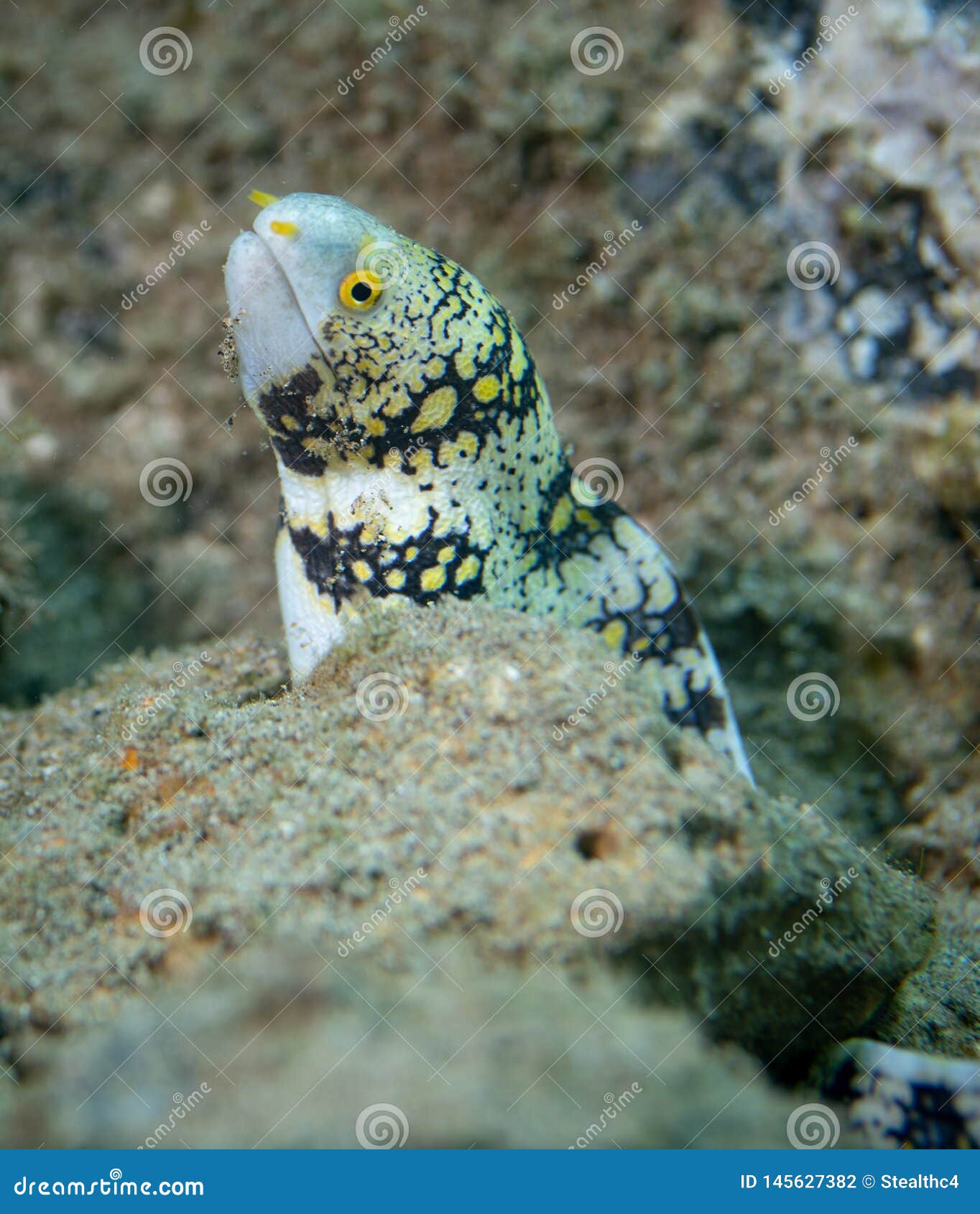 Eel in the coral reef stock photo. Image of wildlife - 145627382