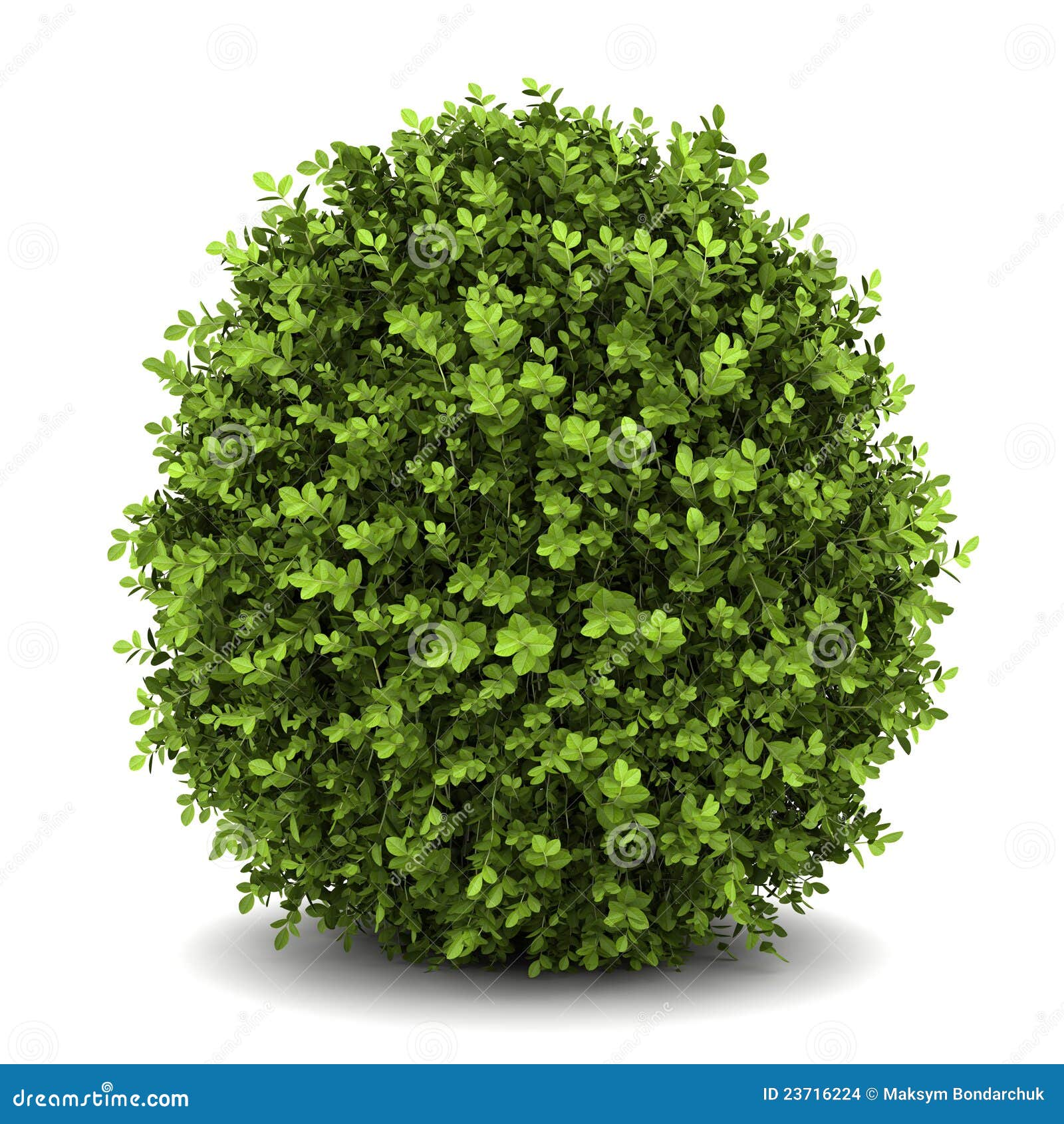 Dwarf English Boxwood Isolated on White Stock Photo - Image of isolated ...