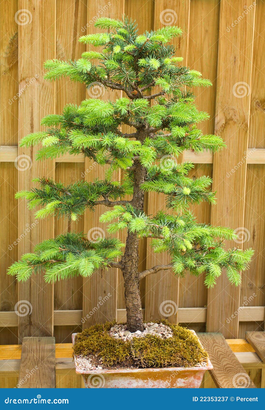 Dwarf fir tree stock image. Image of spruce, needle, miniature - 22353237