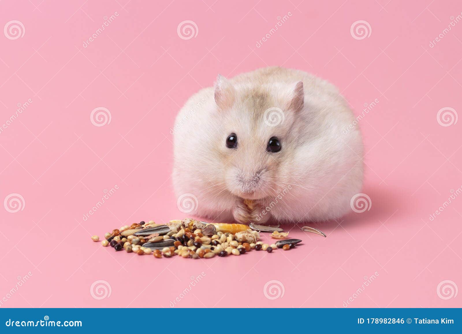 Dwarf Fluffy Hamster Eats Grain on Pink Background Front View. Stock ...