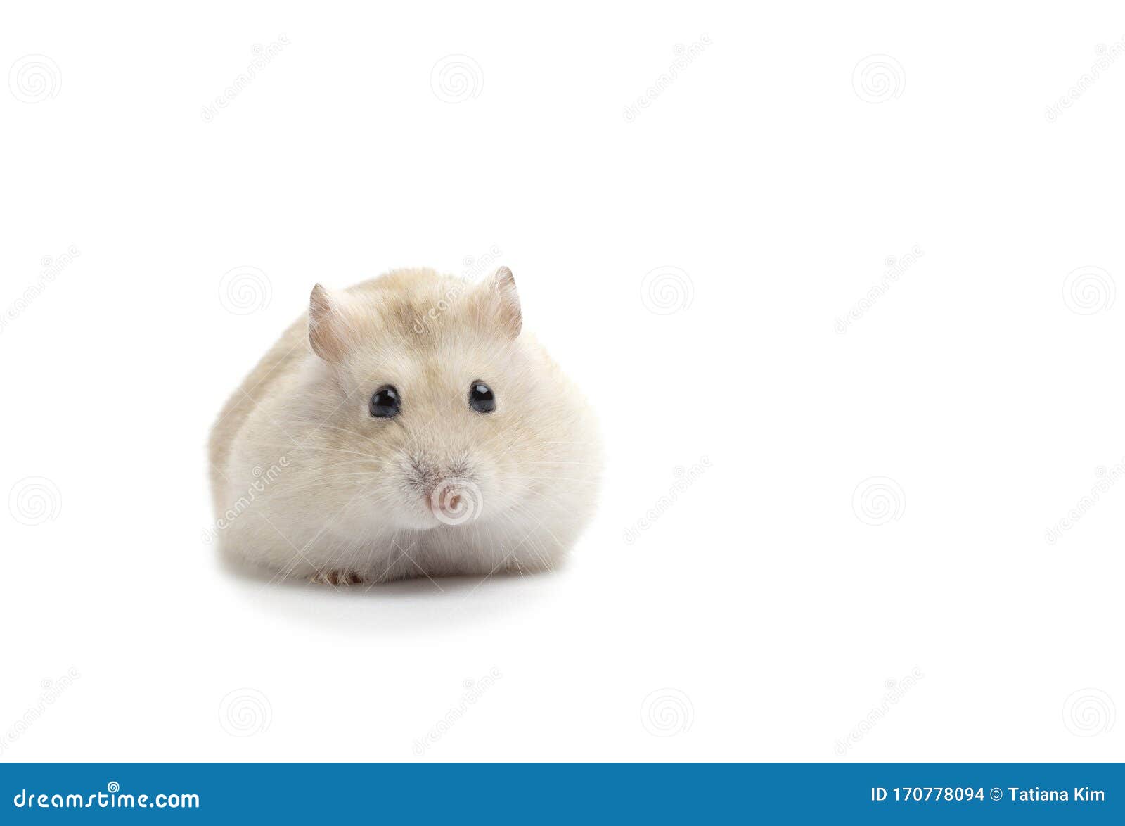 Dwarf Fluffy Hamster Isolated on White Background, Front View Stock ...