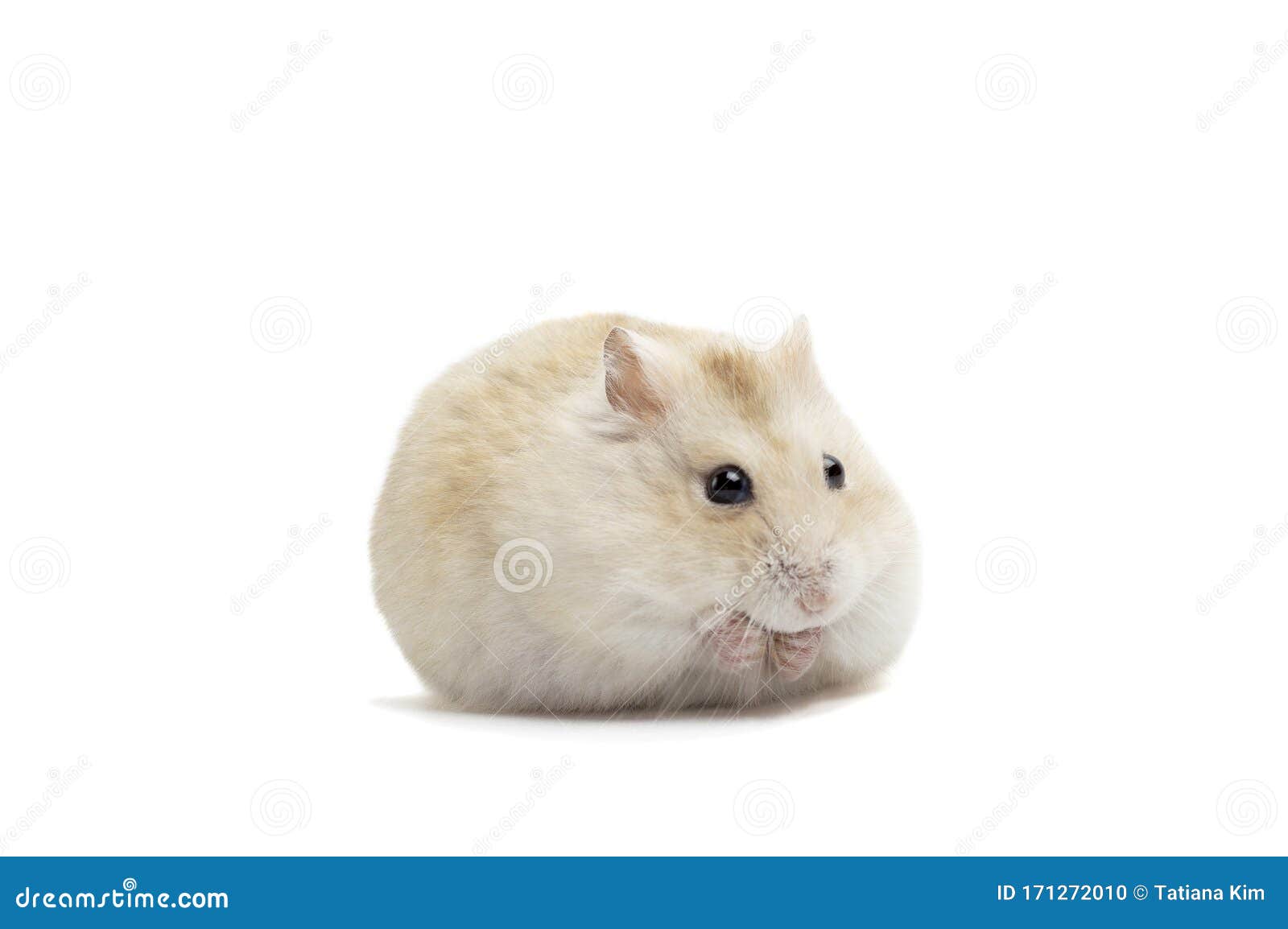 Dwarf Fluffy Hamster Isolated on White Background, Front View Stock ...