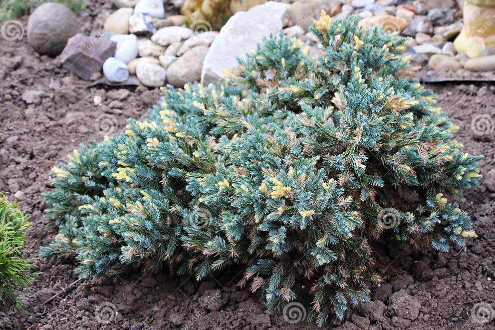 Dwarf Form of Flaky Juniper ( (Juniperus Squamata Stock Photo - Image ...