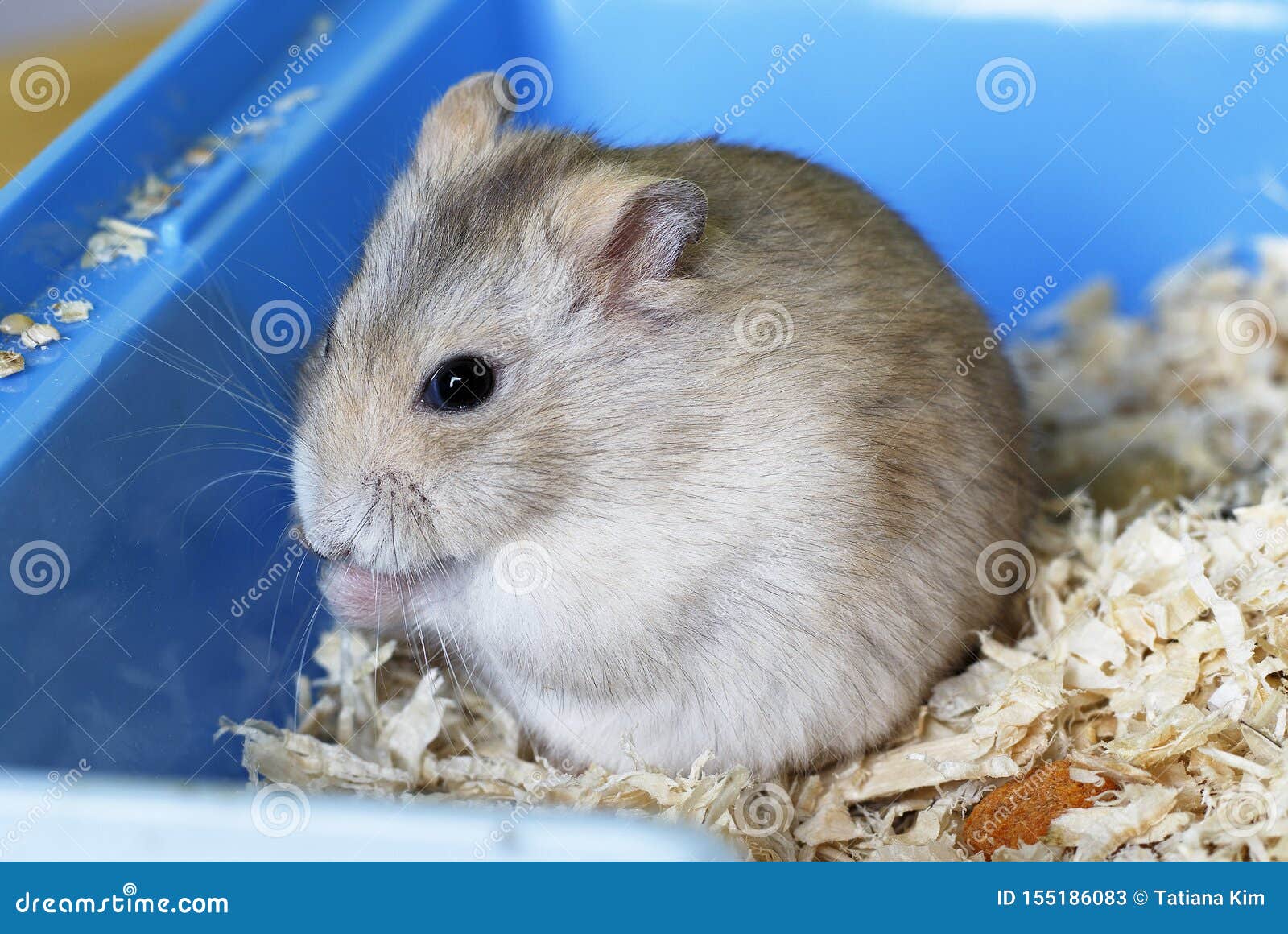 Dwarf Furry Hamster Eats Feeds and Sits on Sawdust Close-up Stock Image ...