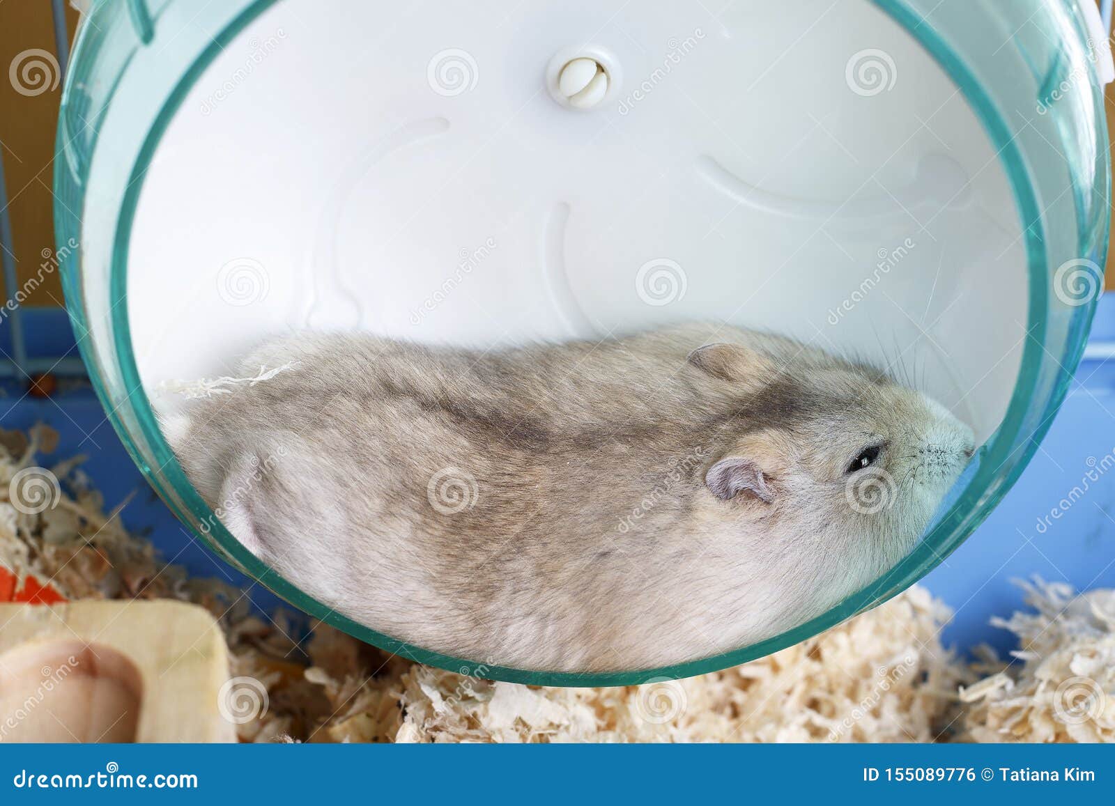 Dwarf Furry Hamster Lies in Plastic Wheel, Side View Stock Photo ...