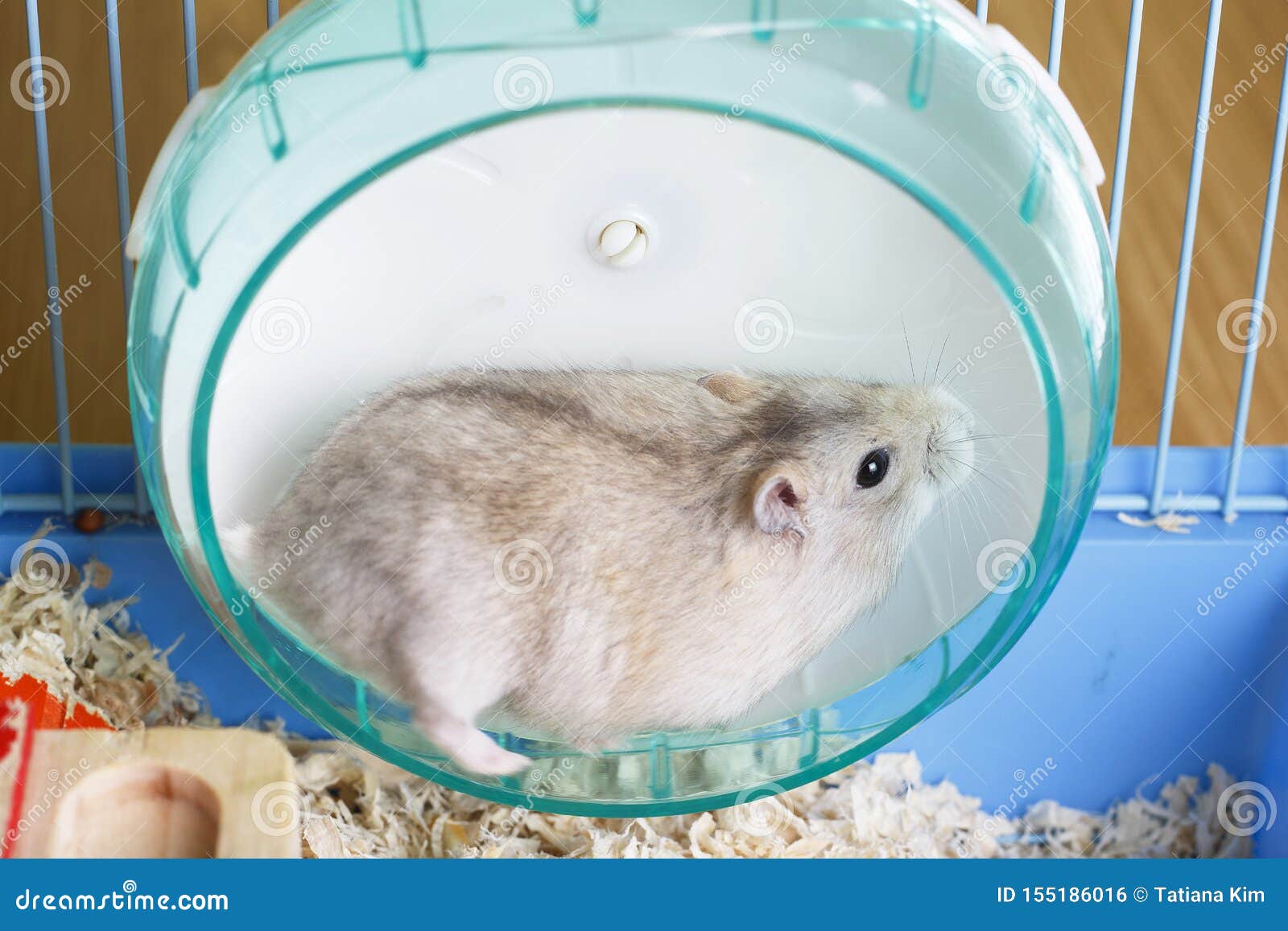 Dwarf Furry Hamster Lies in Plastic Wheel, Side View Stock Photo ...