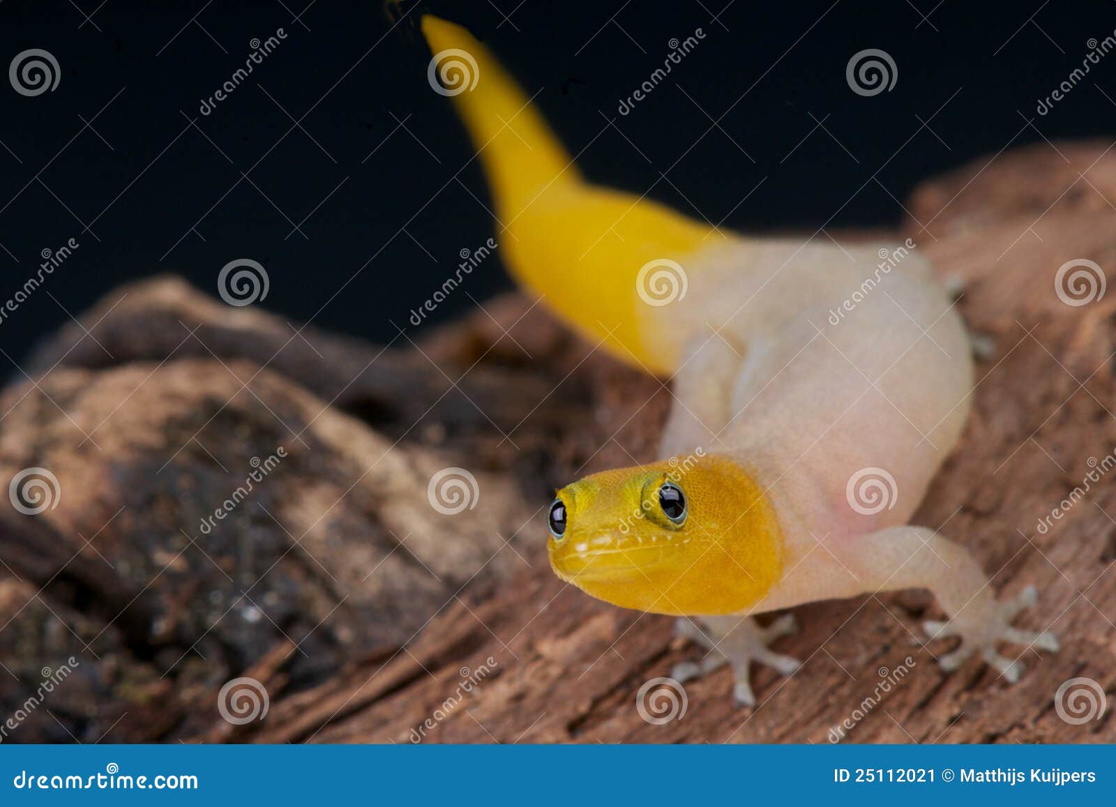 Dwarf gecko stock image. Image of cuba, reptiles, endemic - 25112021