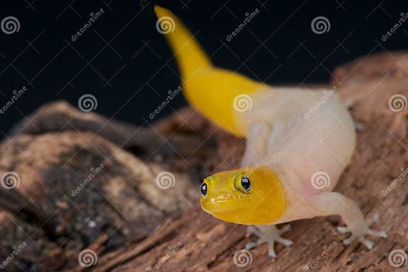 Dwarf gecko stock image. Image of cuba, reptiles, endemic - 25112021