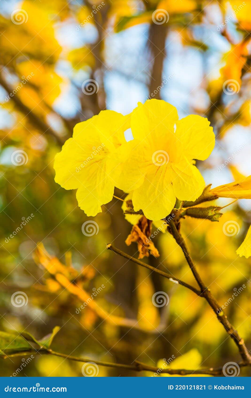 Dwarf Golden Trumpet Flower in Thai Stock Image - Image of blossom ...