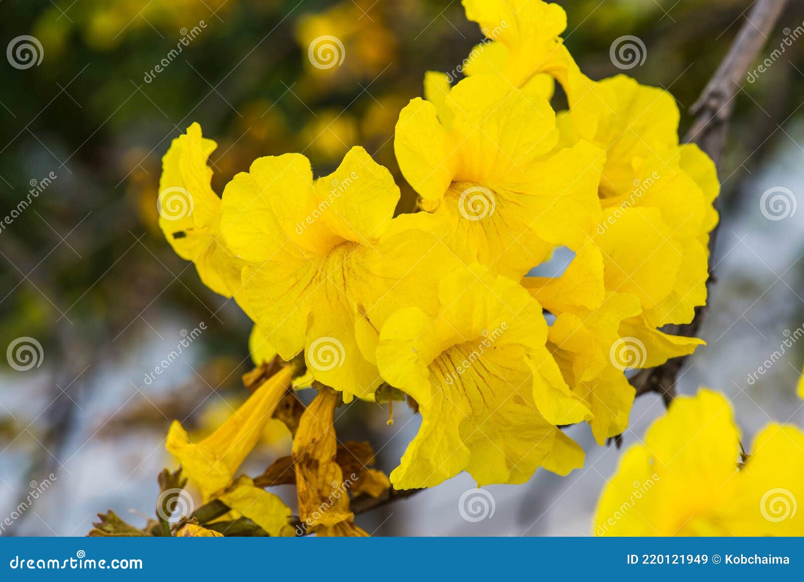 Dwarf Golden Trumpet Flower in Thai Stock Image - Image of background ...