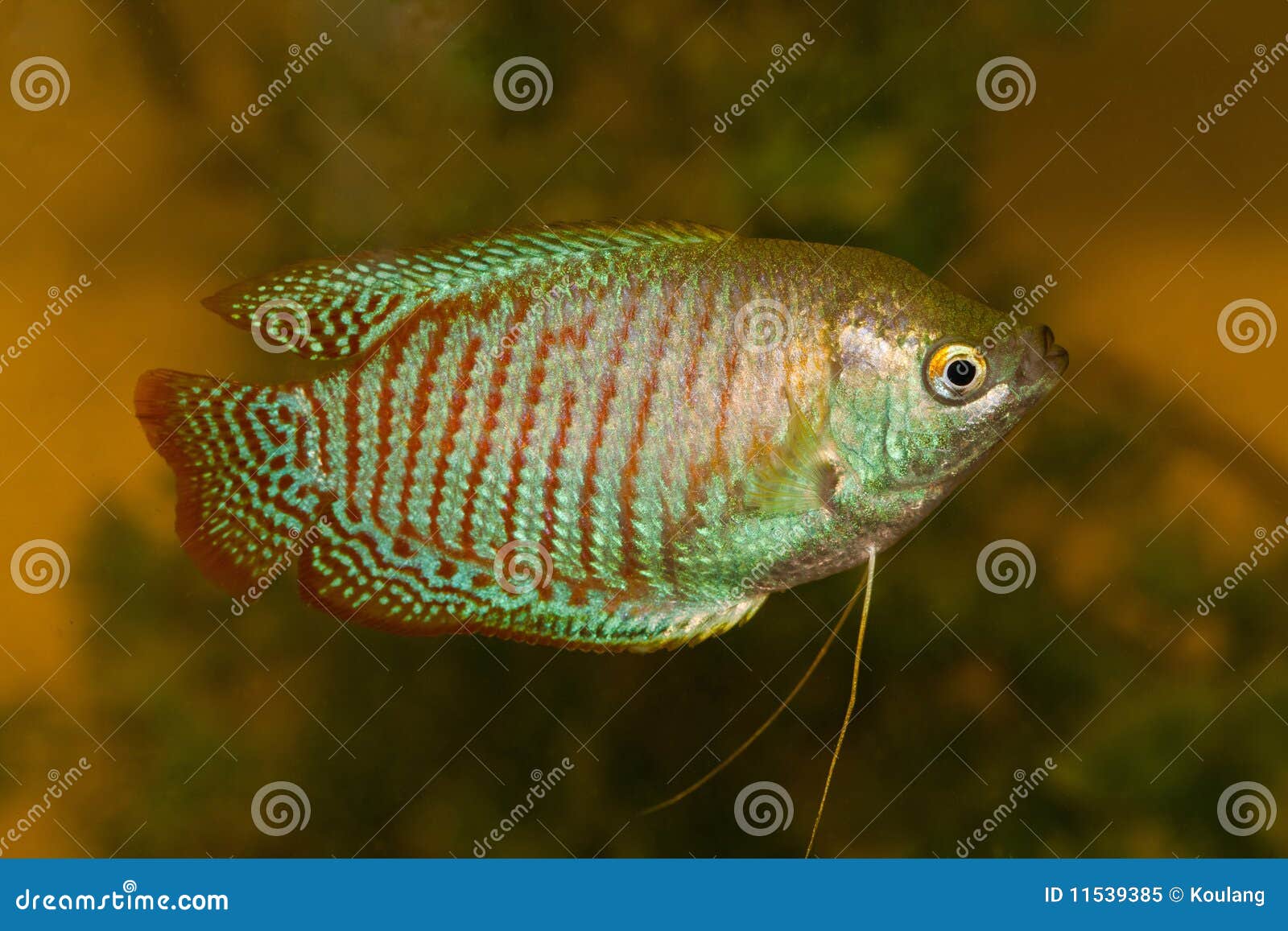 Dwarf Gourami Trichogaster Lalius Tropical Aquarium Fish Royalty-Free ...