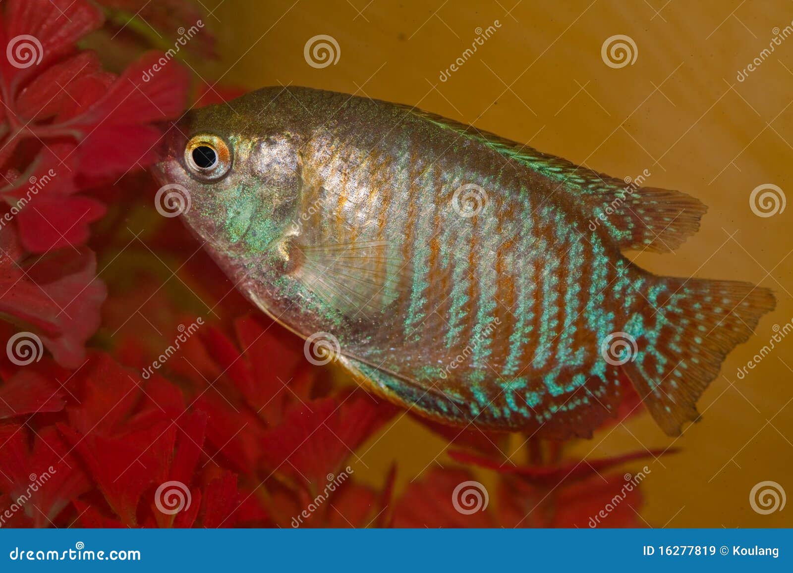 Dwarf Gourami Trichogaster Lalius Tropical Aquarium Fish Royalty-Free ...