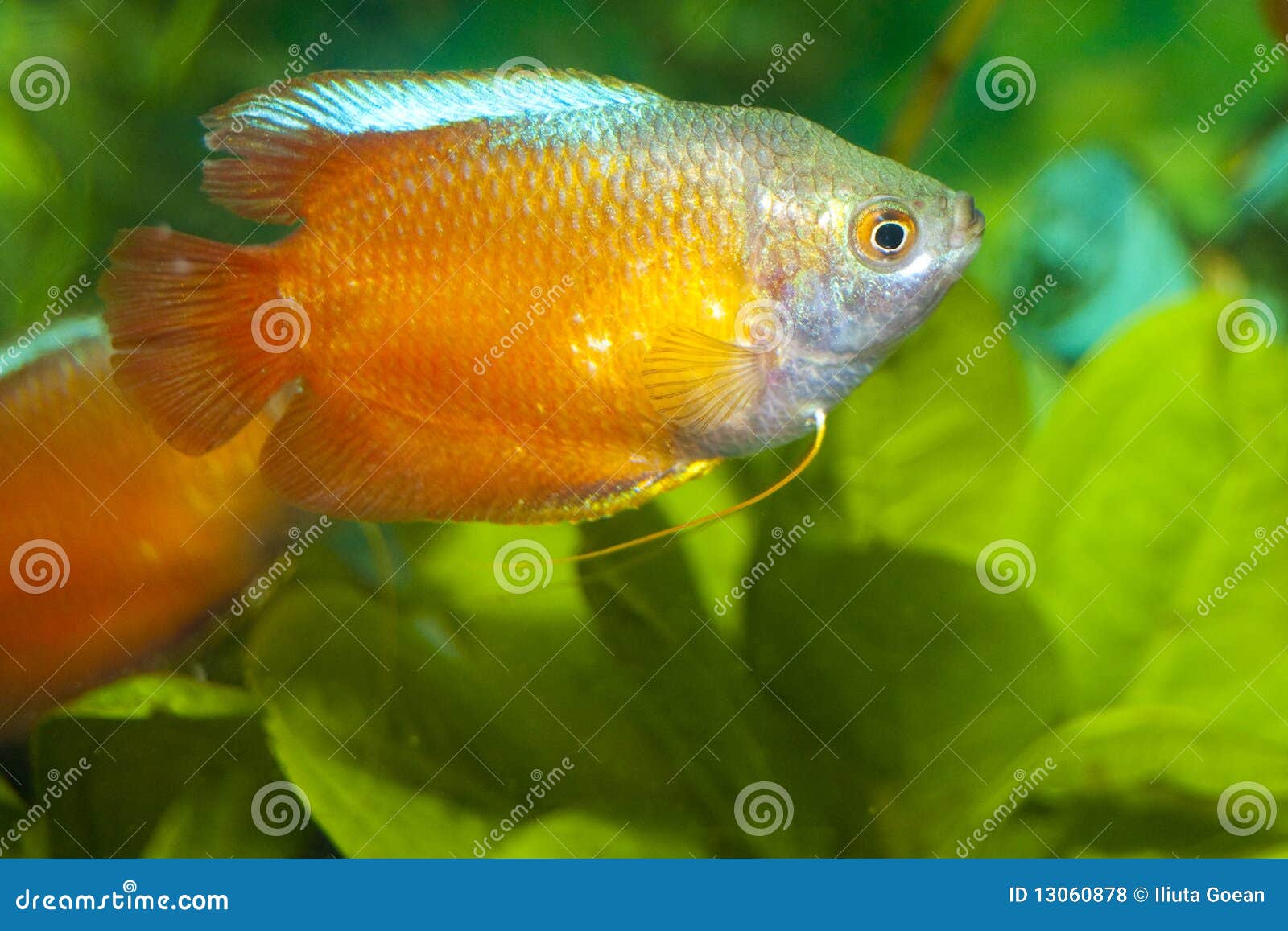 Dwarf Gourami in Aquarium stock photo. Image of green - 13060878