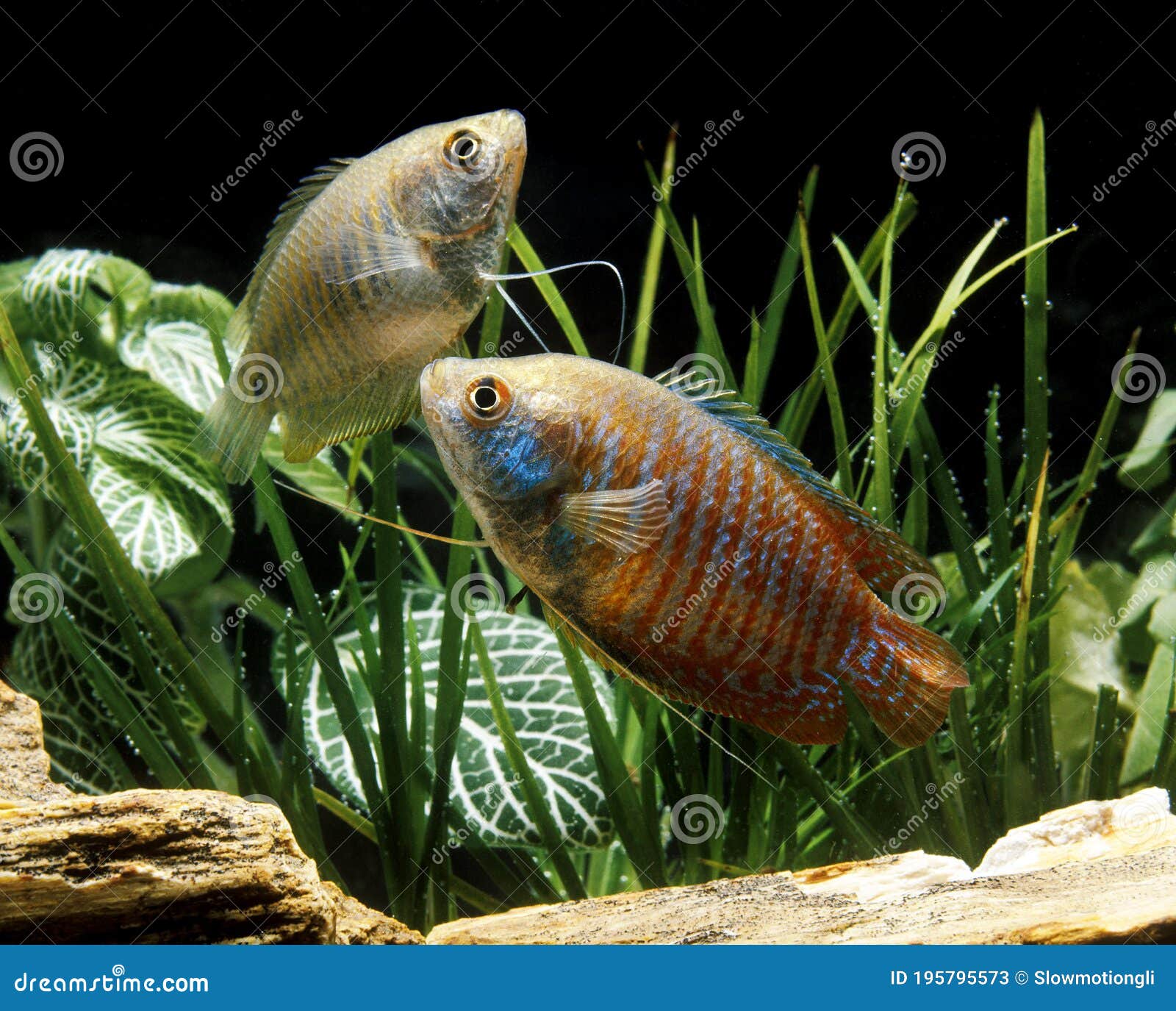 Dwarf Gourami, Colisa Lalia, Adults Stock Image - Image of underwater ...