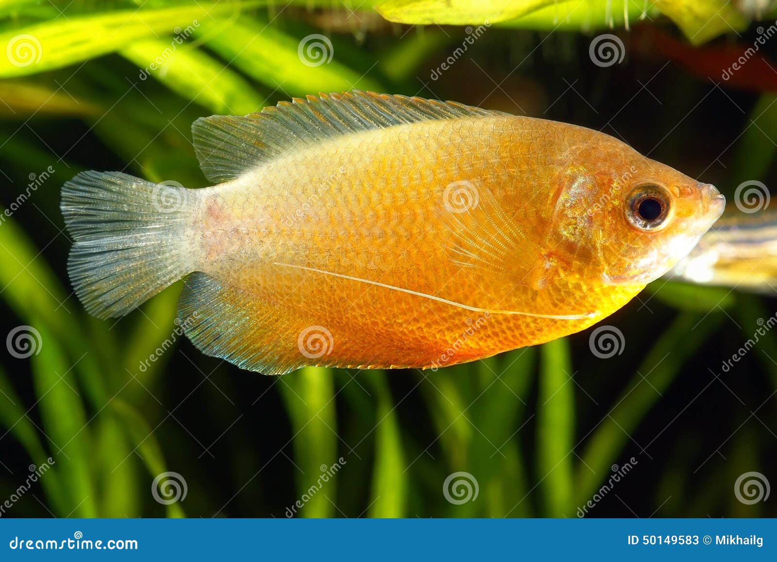 Dwarf Gourami (Colisa Lalia) in Aquarium Stock Image - Image of macro ...